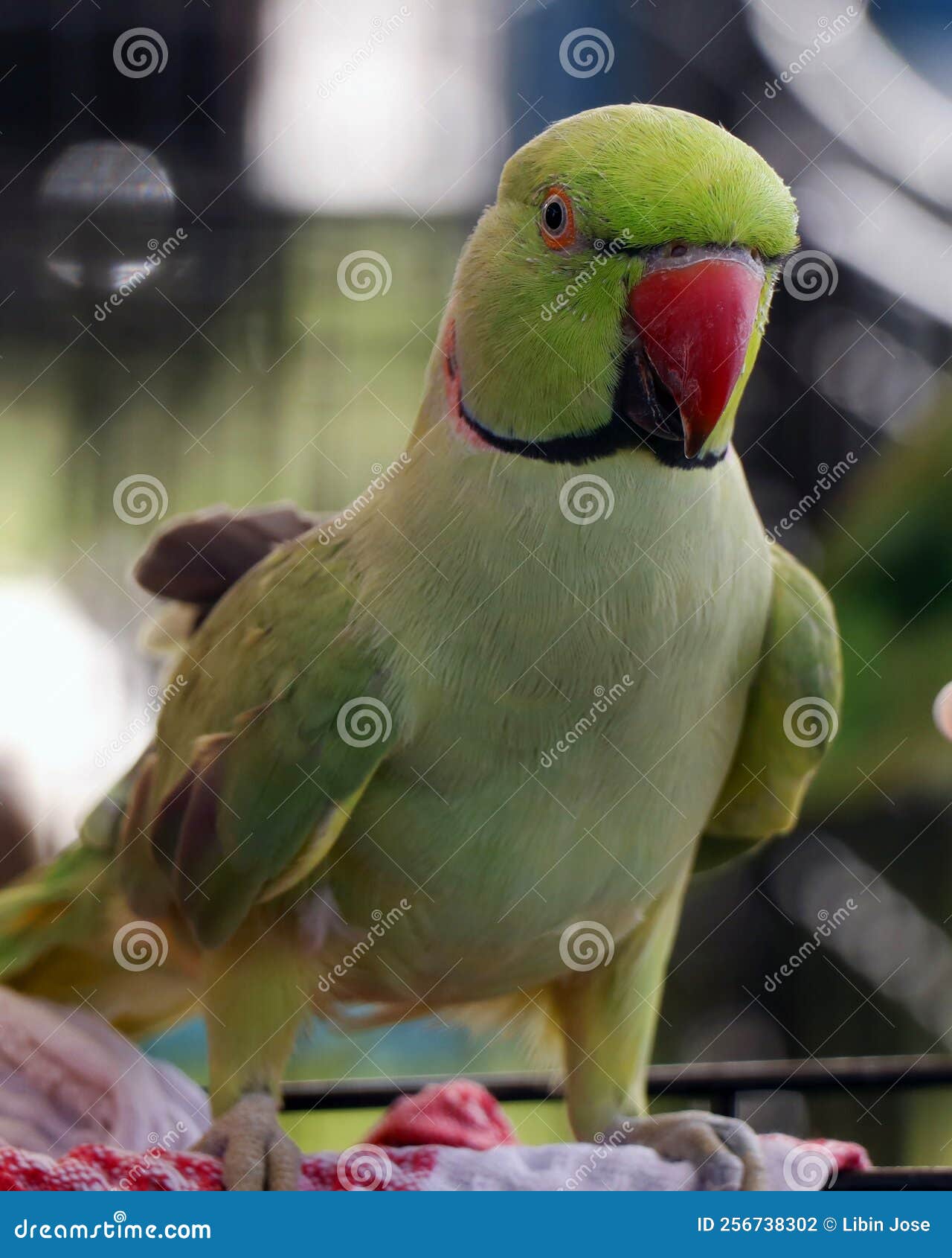 Lovely Green Ringneck Parrot or Parakeet in Close Up Stock Photo ...