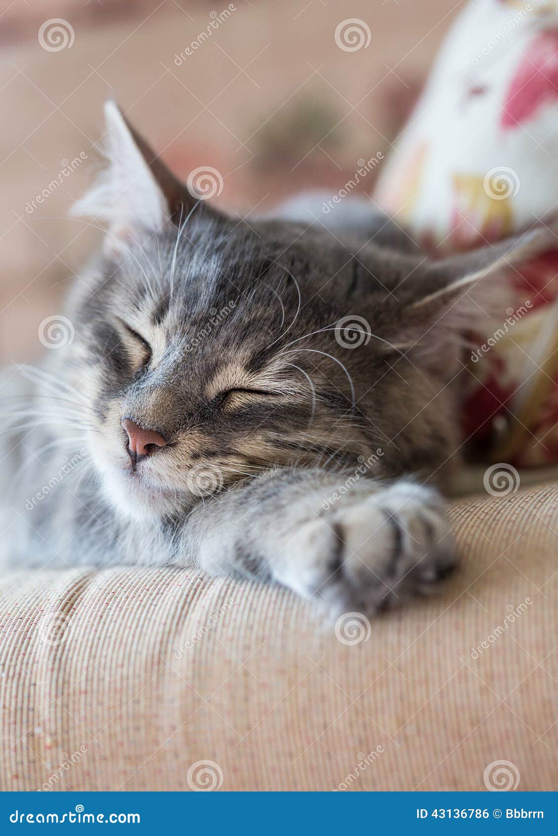 Lovely grey cat sleeping stock photo. Image of beautiful - 43136786