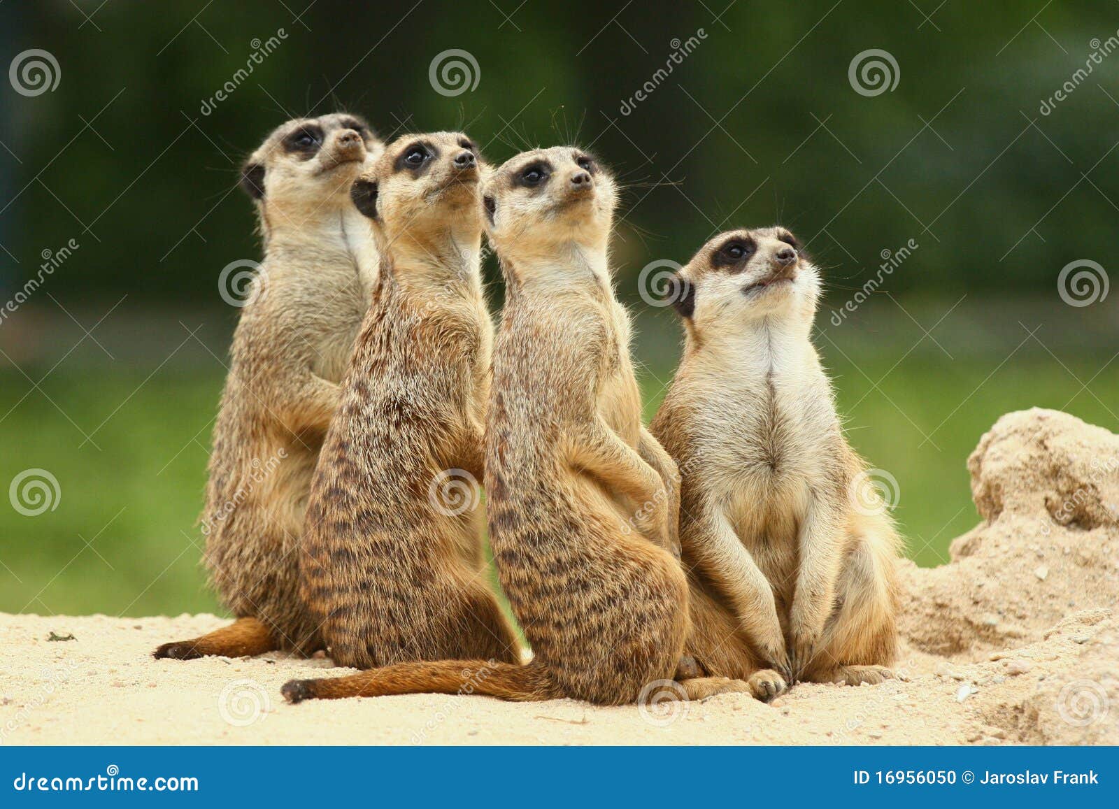 Lovely Group of Meerkats stock photo. Image of travel - 16956050