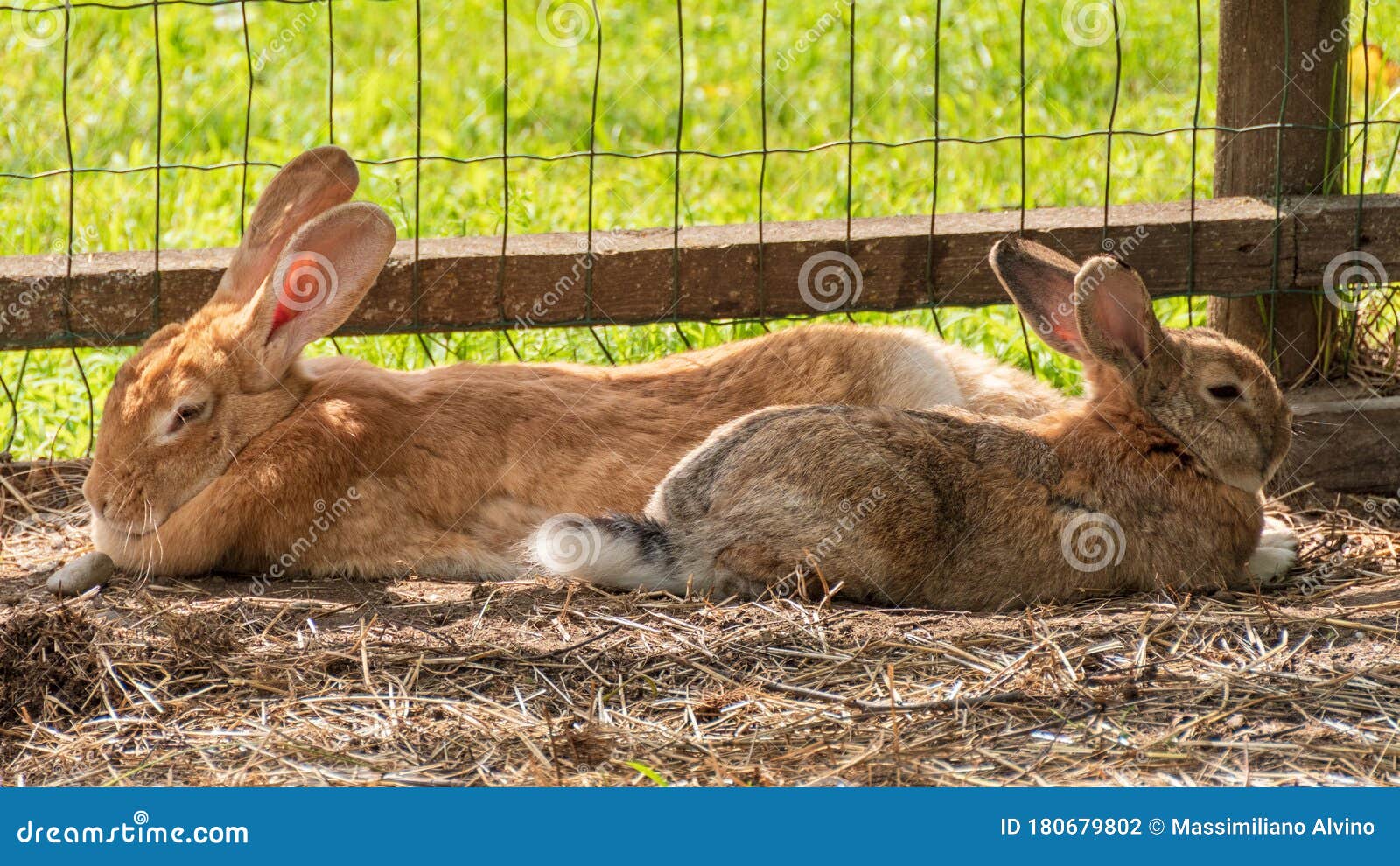 Lovely Half-sleeping Rabbit Puppy on the Grass Stock Photo - Image of ...