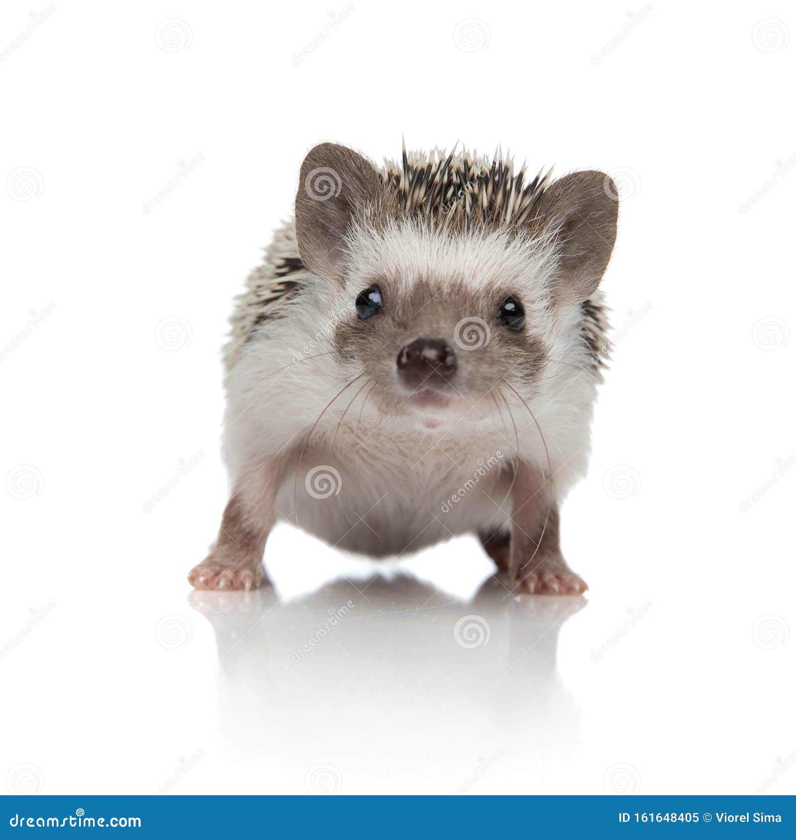 Lovely Hedgehog from Africa Waiting and Standing Stock Image - Image of ...