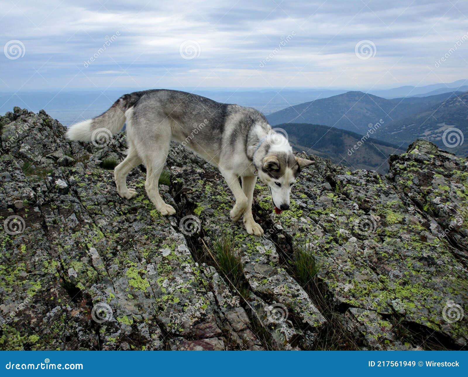 Lovely Husky Walking on Rocks of a Mountain Stock Image - Image of ...