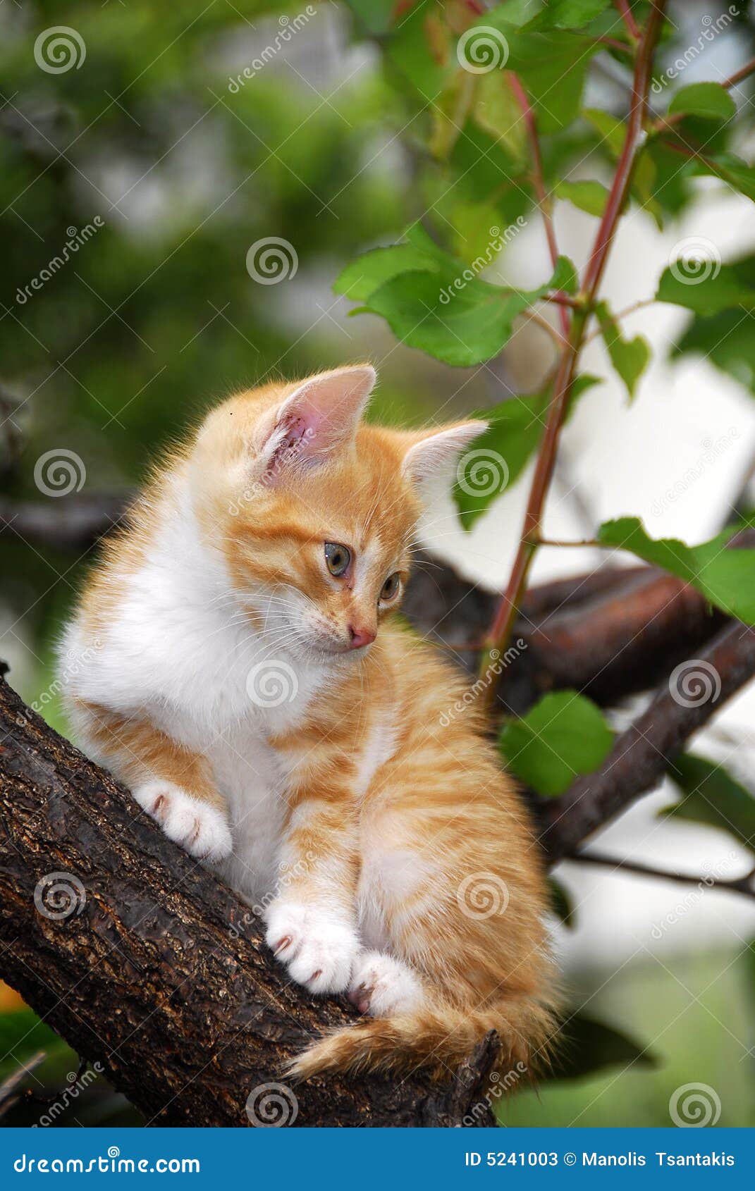 Lovely Kitten stock image. Image of cute, little, cats - 5241003