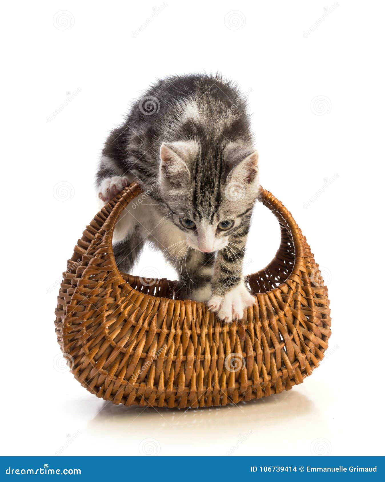 Lovely kitten on basket stock photo. Image of isolated - 106739414