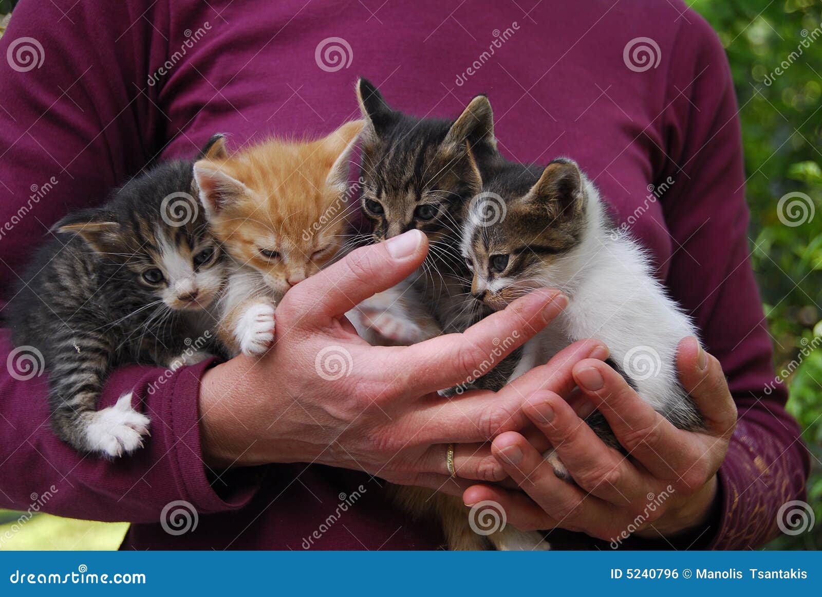 Lovely Kitten family stock photo. Image of cute, young - 5240796