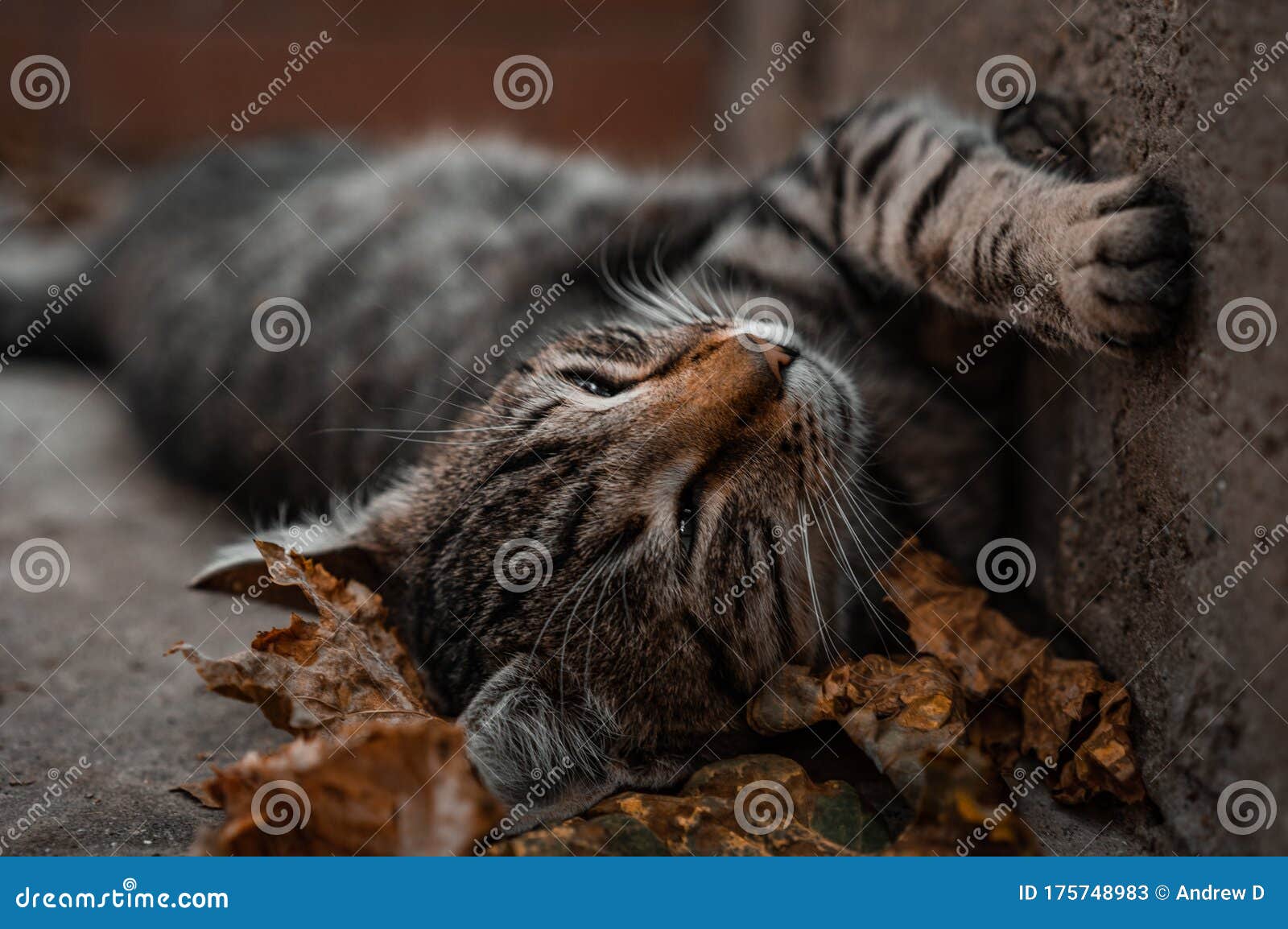 The lovely kitty cat stock image. Image of everyone - 175748983