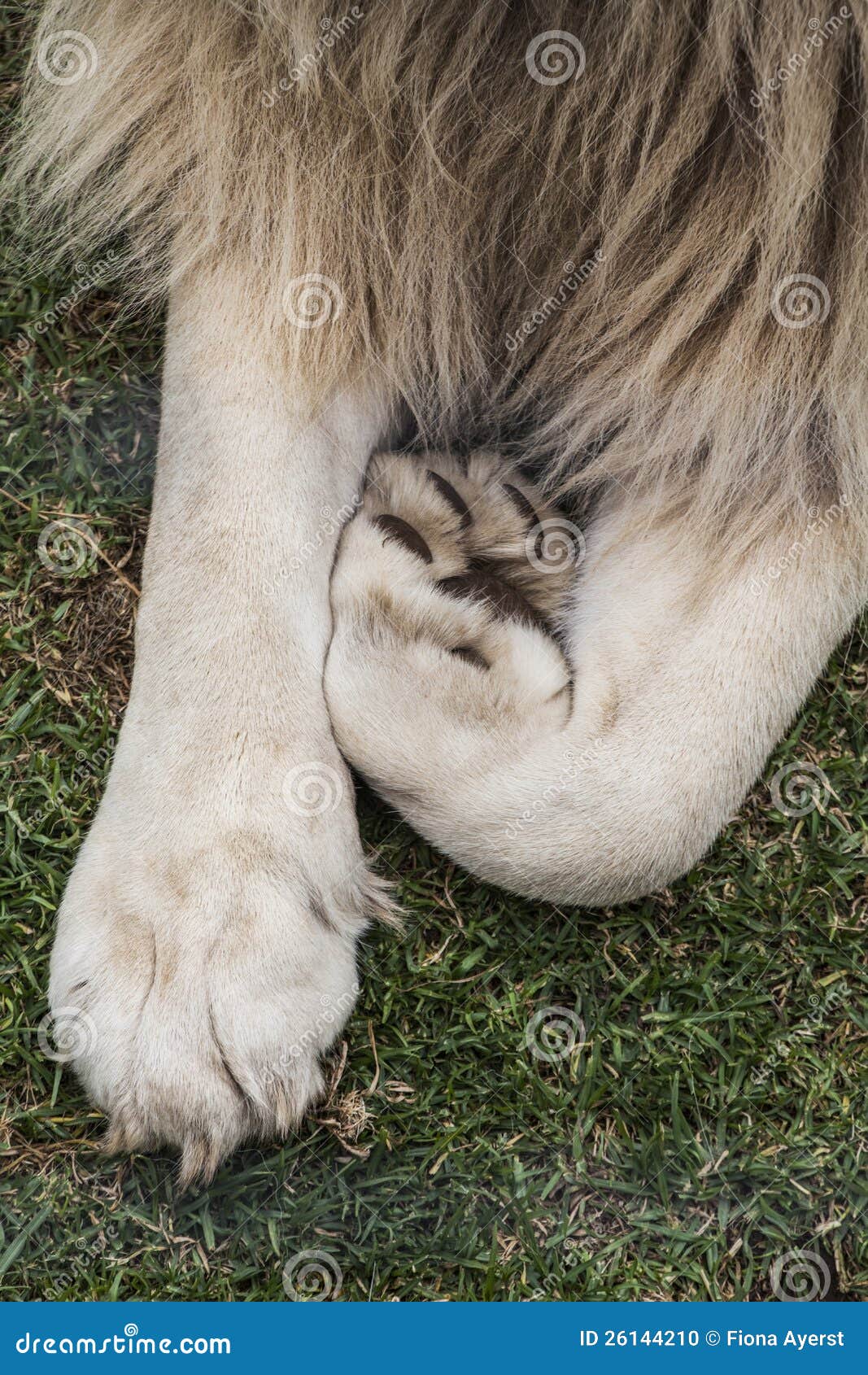 Lovely Lion Paws stock photo. Image of lion, wild, paws - 26144210