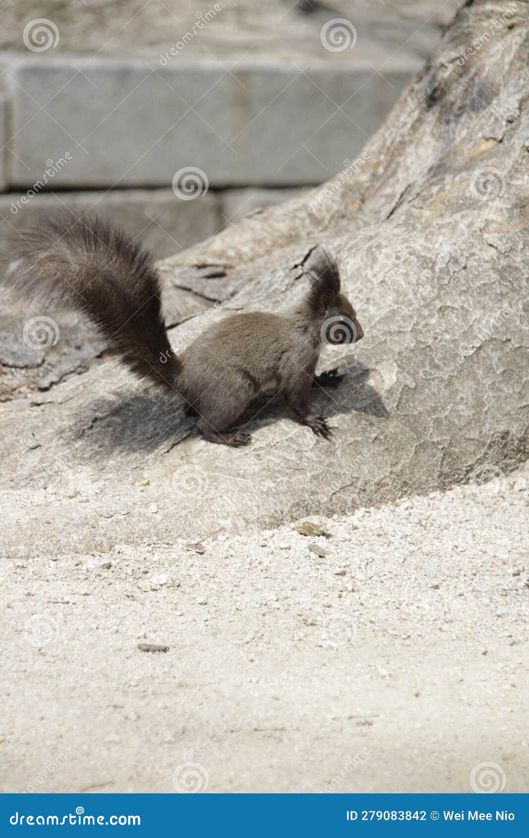 Cute Squirrel is Hopping Under a Tree Stock Photo - Image of tree, bird ...