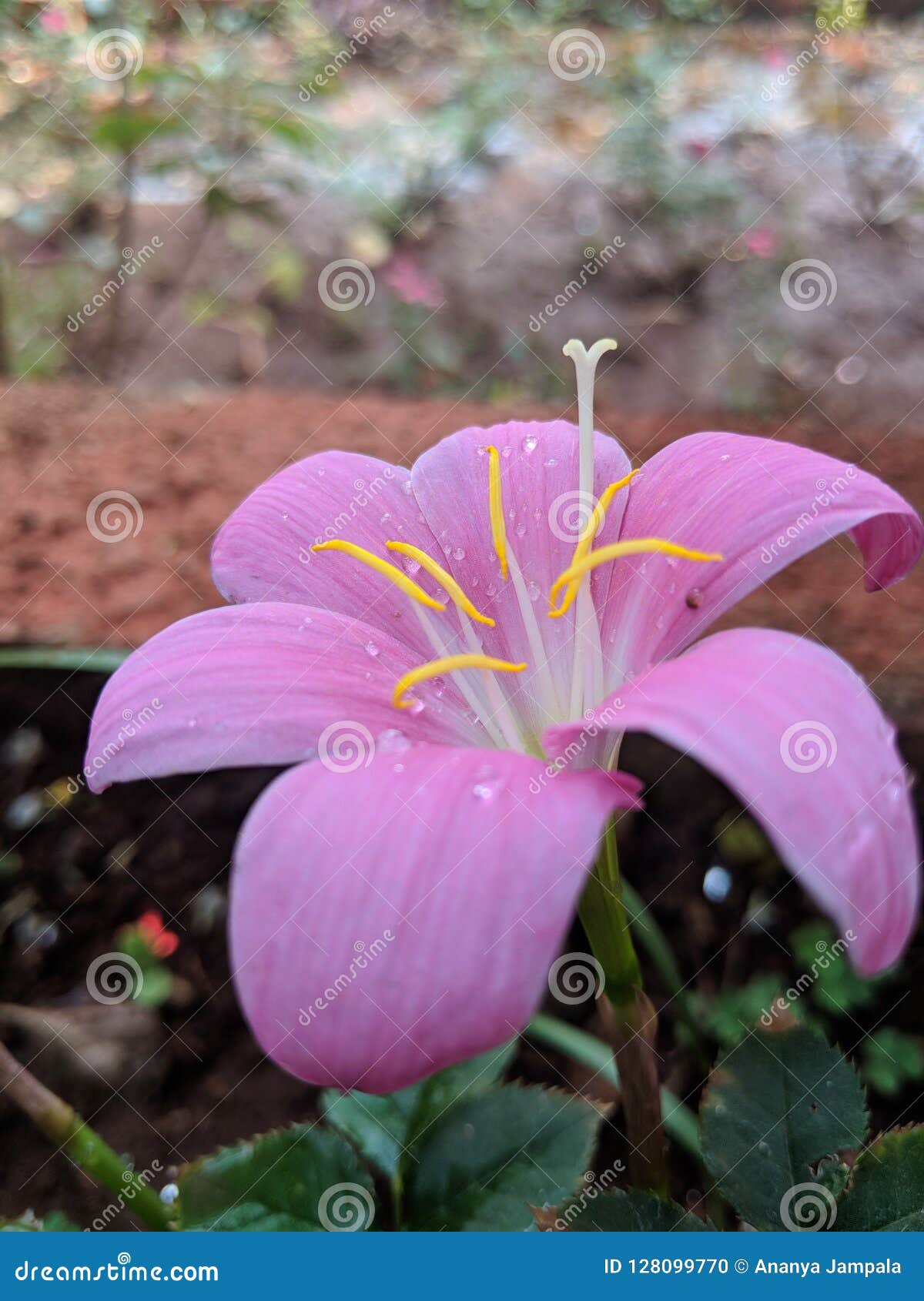 Lovely little lilly stock photo. Image of lilly, mesmerizing - 128099770
