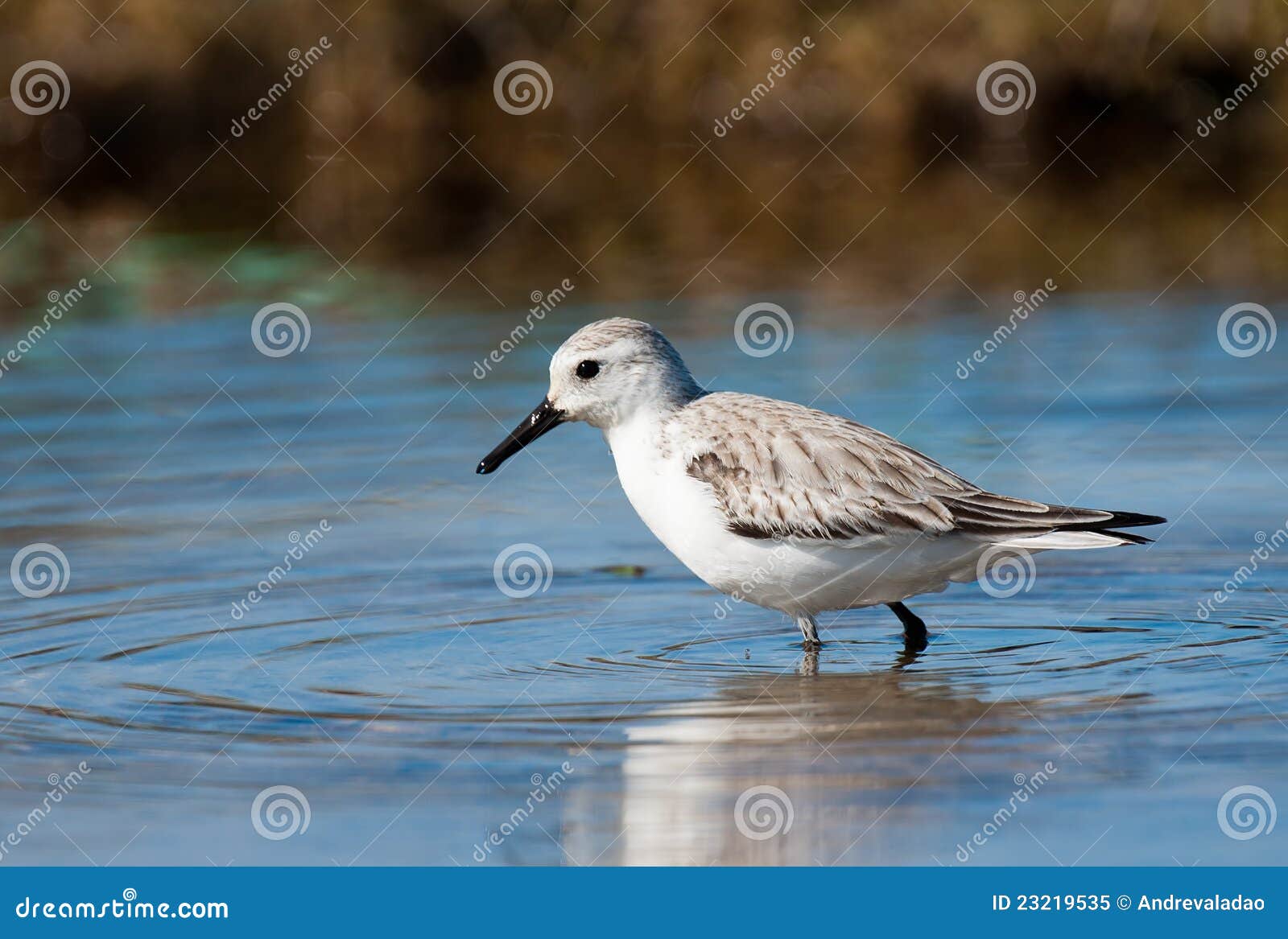 Lovely Little Sandpiper Wading Stock Image - Image of shore, avian ...