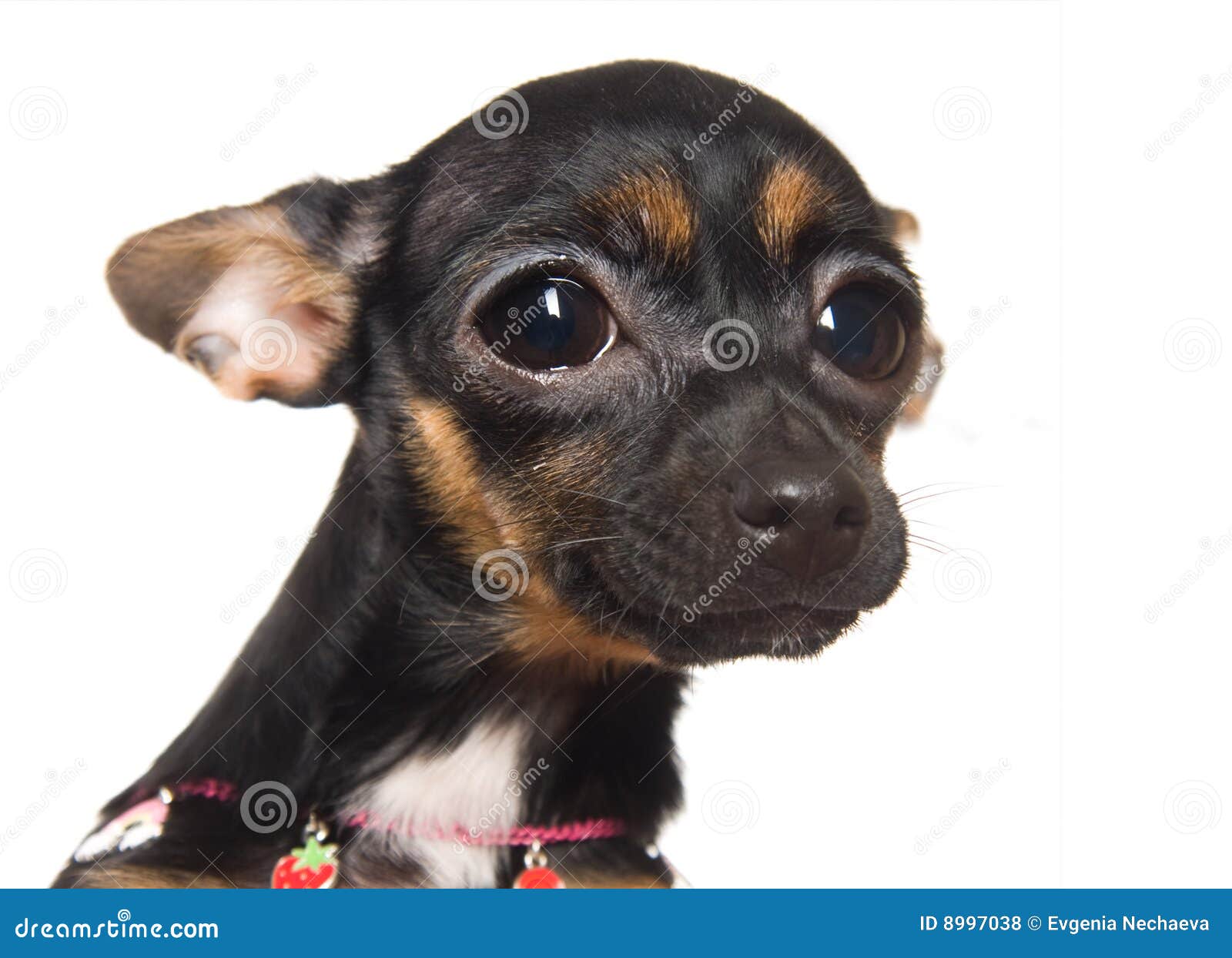 Lovely little toy-terrier stock photo. Image of isolated - 8997038
