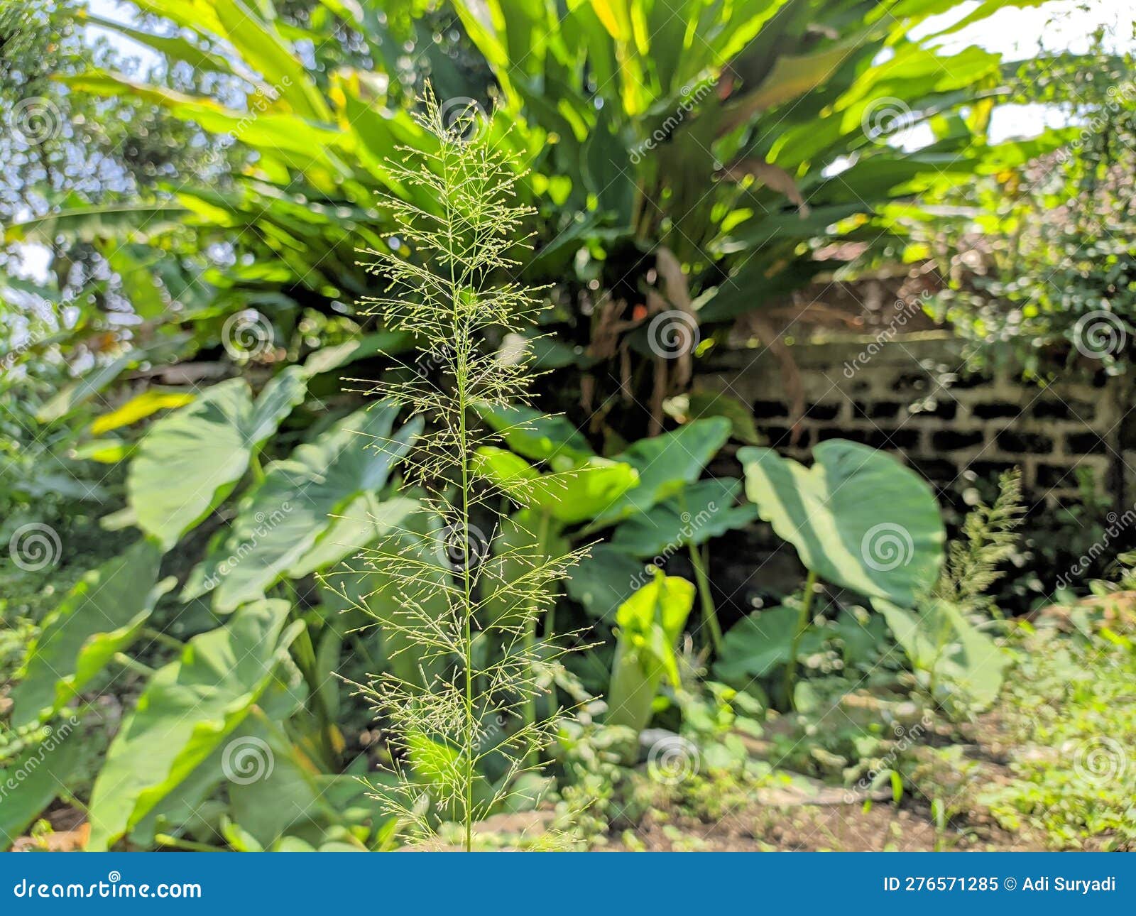 Lovely little tree stock image. Image of lovely, little - 276571285