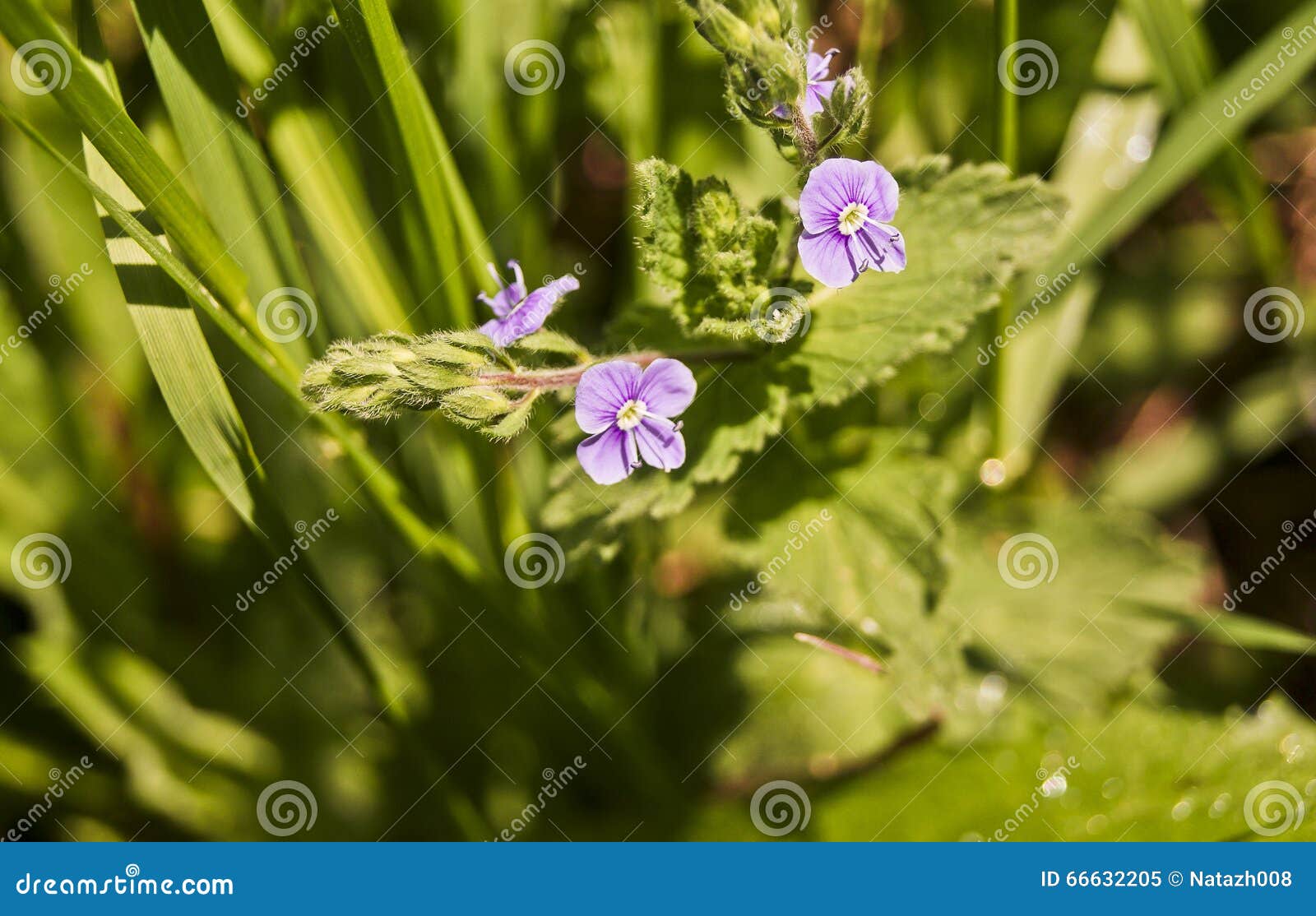 Lovely Little Violets Growing in the Wild Stock Image - Image of field ...