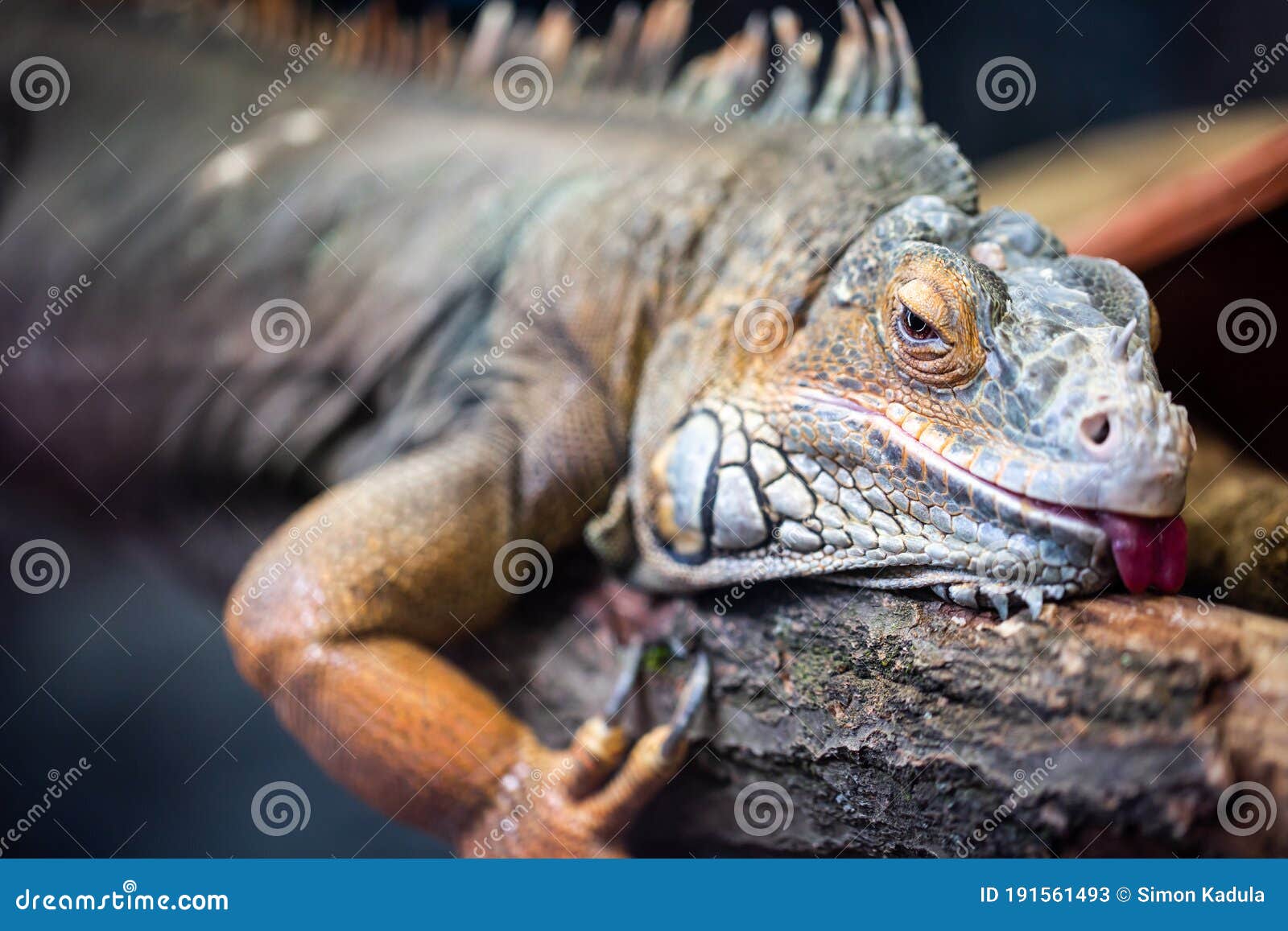 Lovely Lizard Lying and Resting on the Piece of Tree Stock Image ...