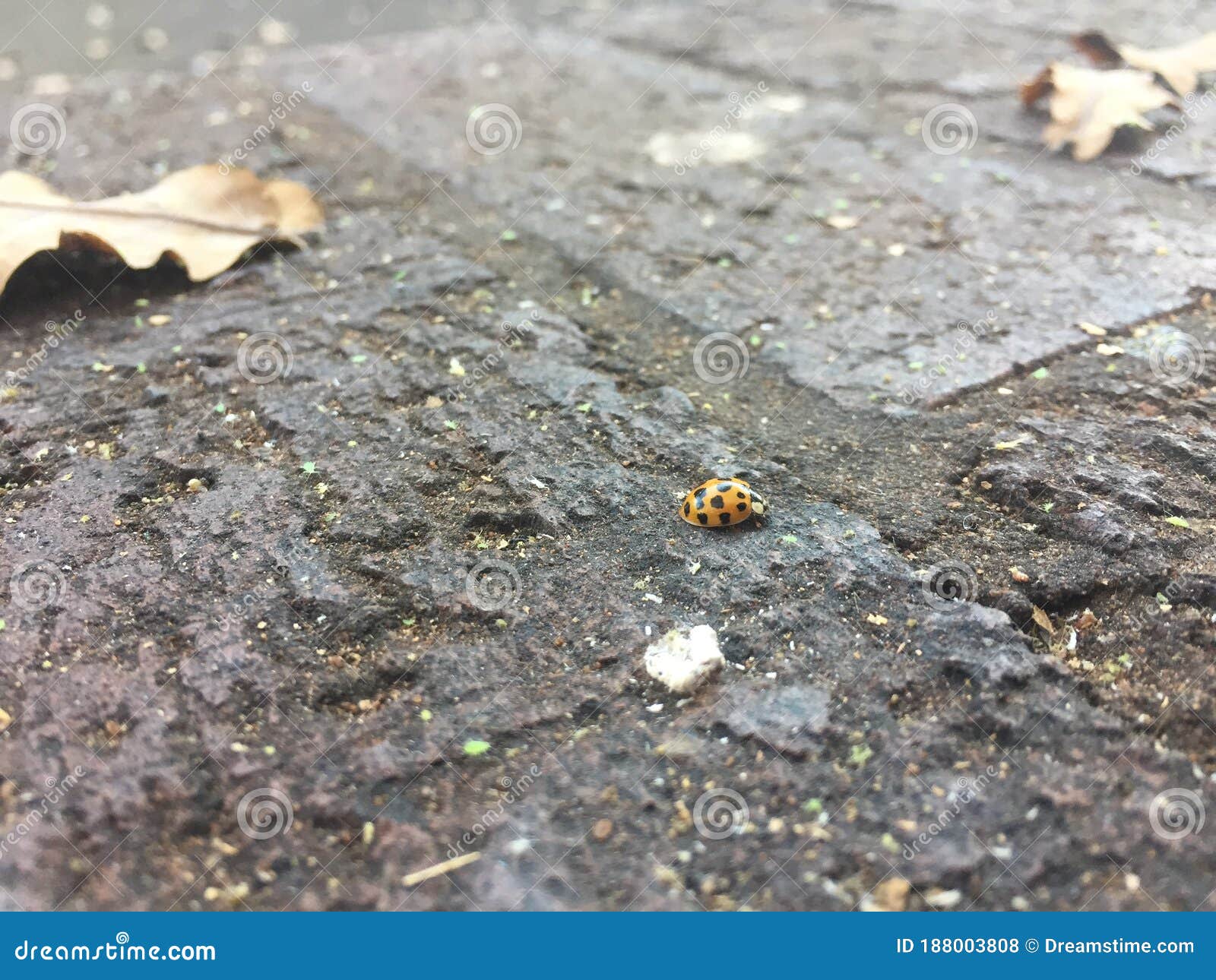 Lovely but Lonely Ladybug stock photo. Image of lonely - 188003808