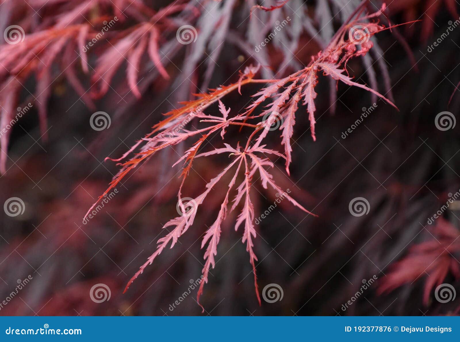 Lovely Look at the Leaves of a Japanese Maple Tree Stock Photo - Image ...