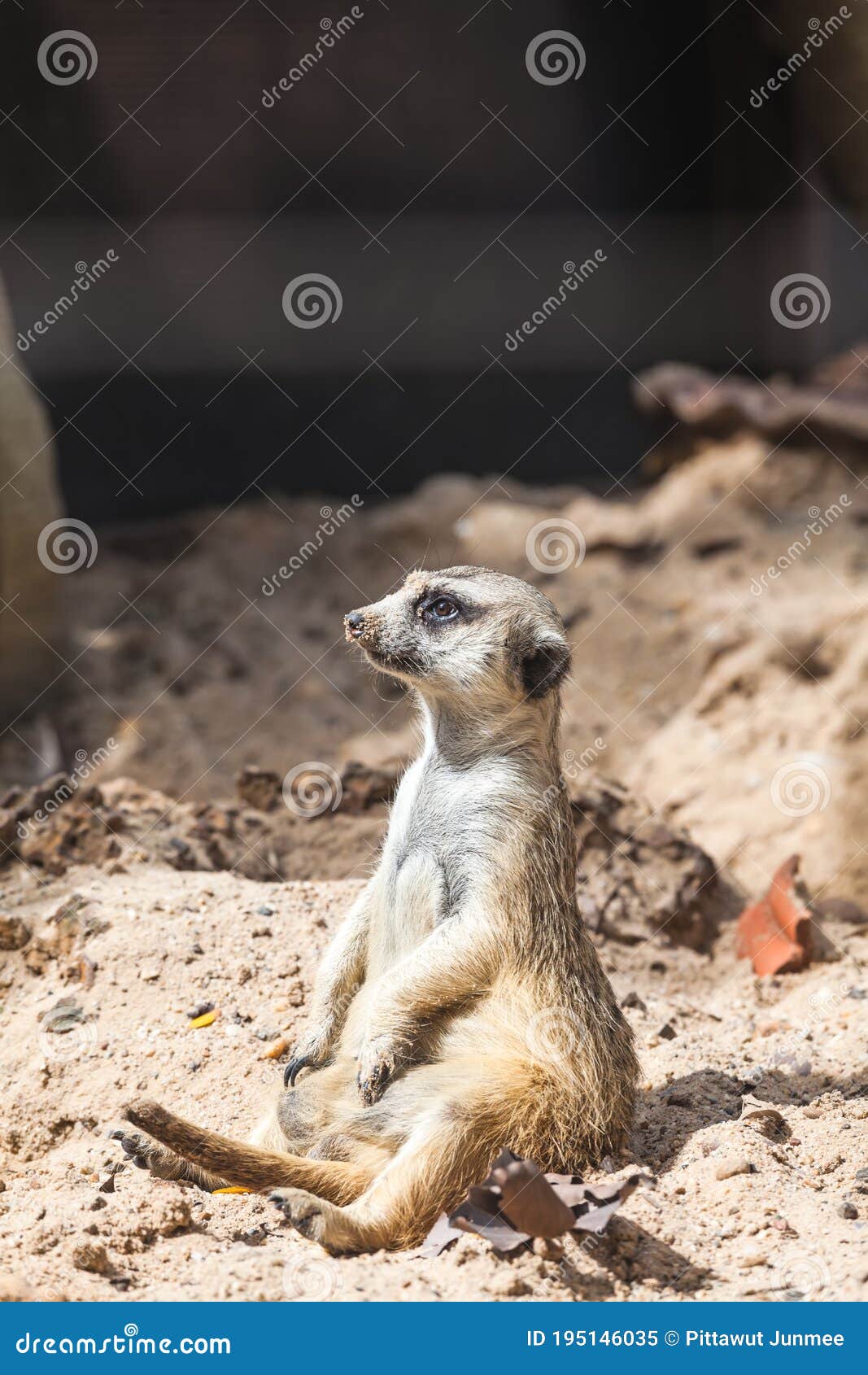 Lovely Meerkat Playing on Sand Stock Image - Image of curiosity, nature ...