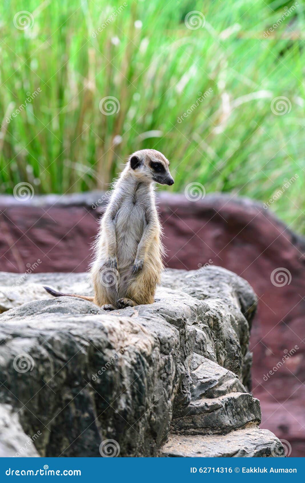 Lovely meerkat surikate stock photo. Image of nature - 62714316