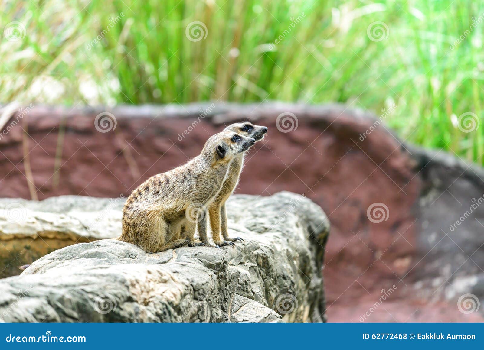Lovely meerkat surikate stock photo. Image of outdoors - 62772468