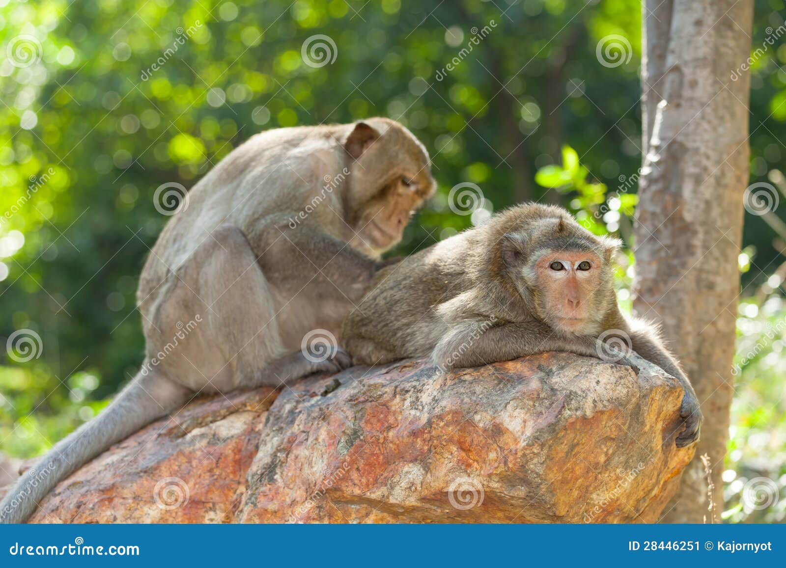 Lovely Monkey (Long-Tailed Macaque) Cleaning Each Other Stock Image ...