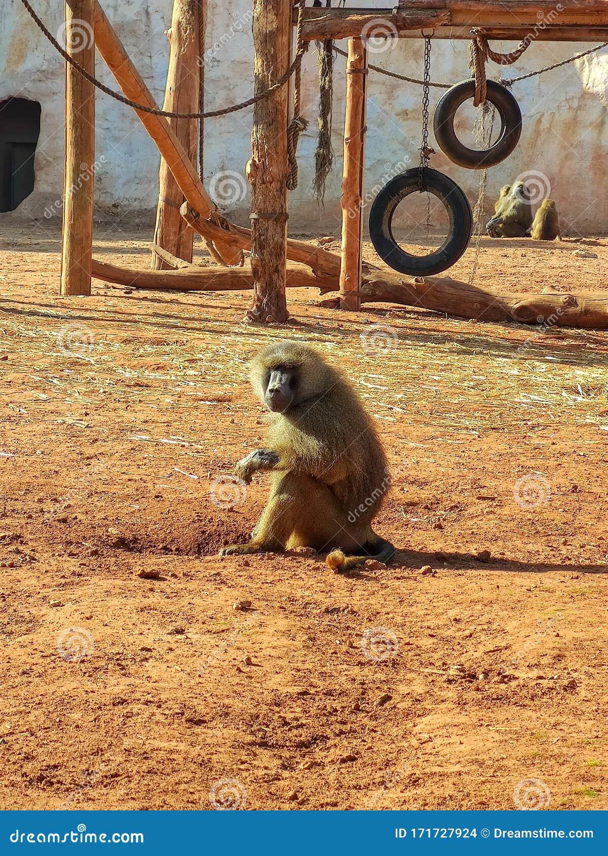 A Lovely Monkey is Playing Alone Stock Photo - Image of city, adorable ...