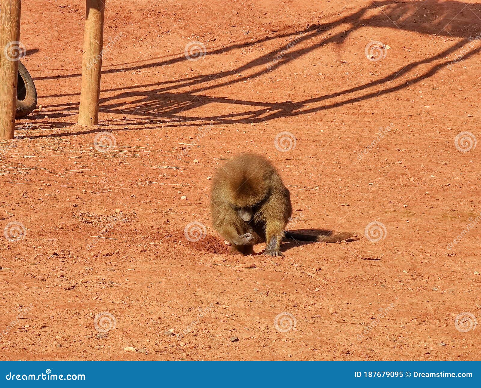 A Lovely Monkey Playing Alone. High Quality Photo Stock Image - Image ...