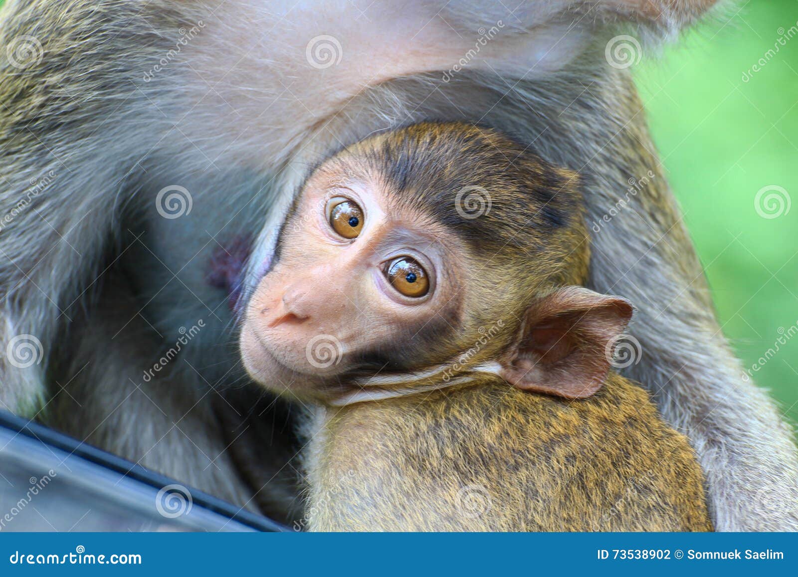 Lovely Monkeys, Funny Monkey Stock Photo - Image of nation, background ...