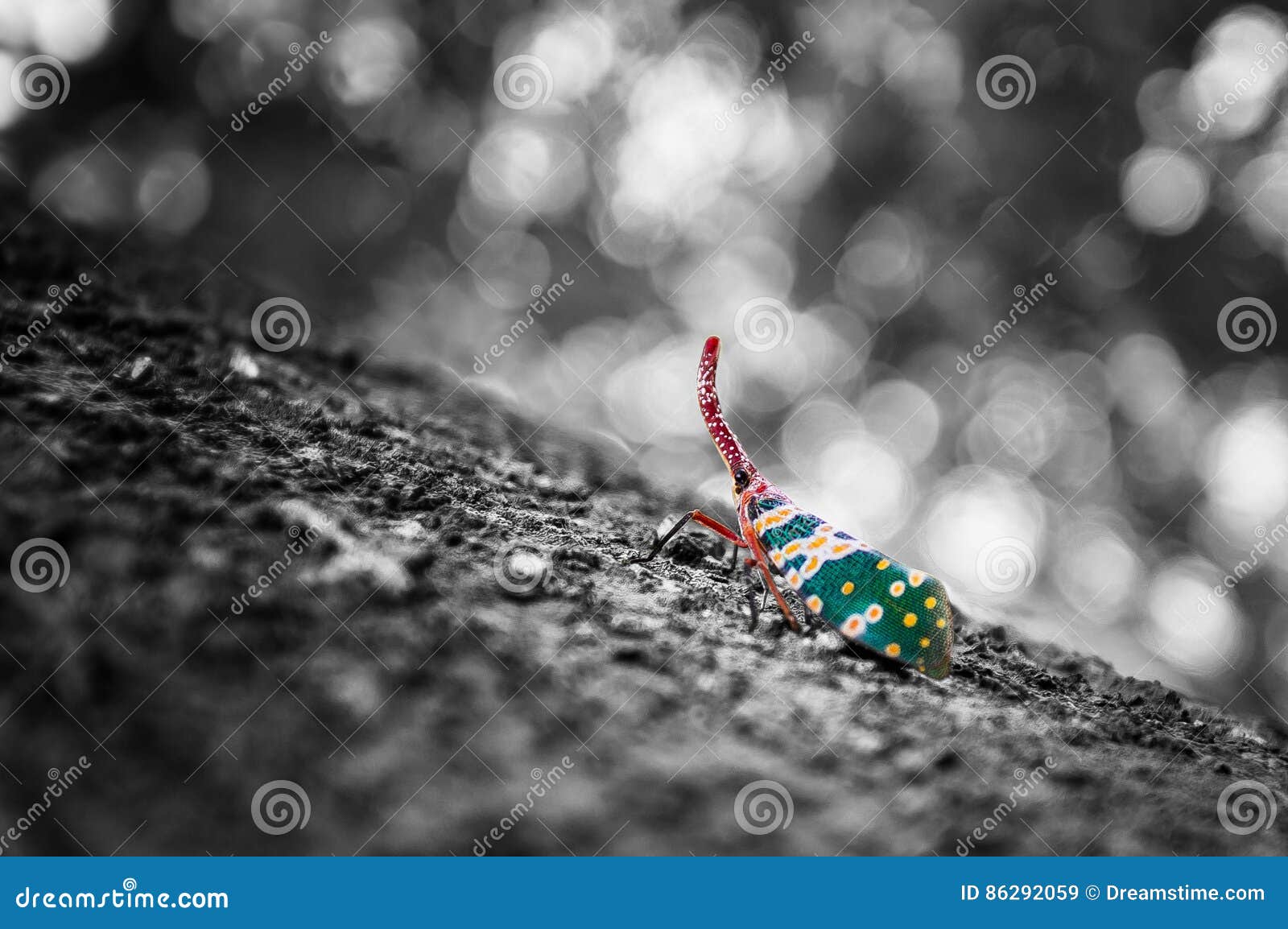 Lovely Moon Bug White and Black and Colourful Stock Image - Image of ...