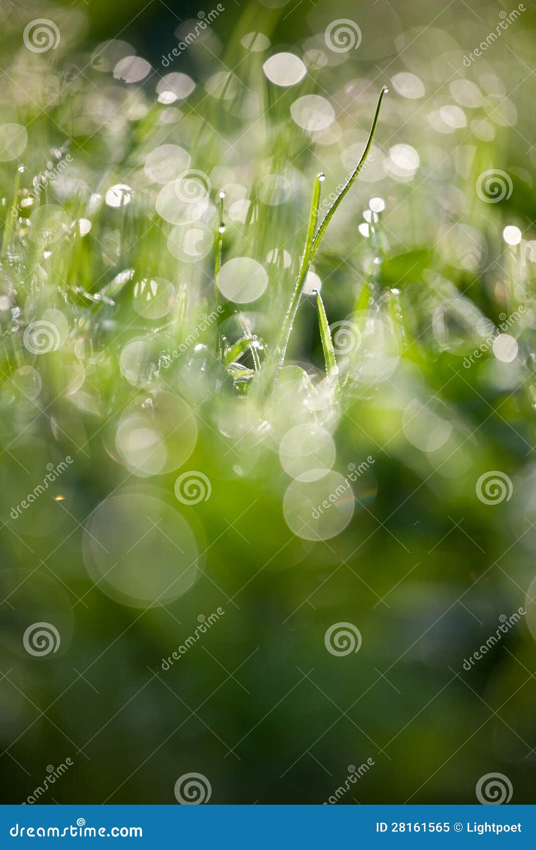 Lovely morning dew stock image. Image of bright, garden - 28161565