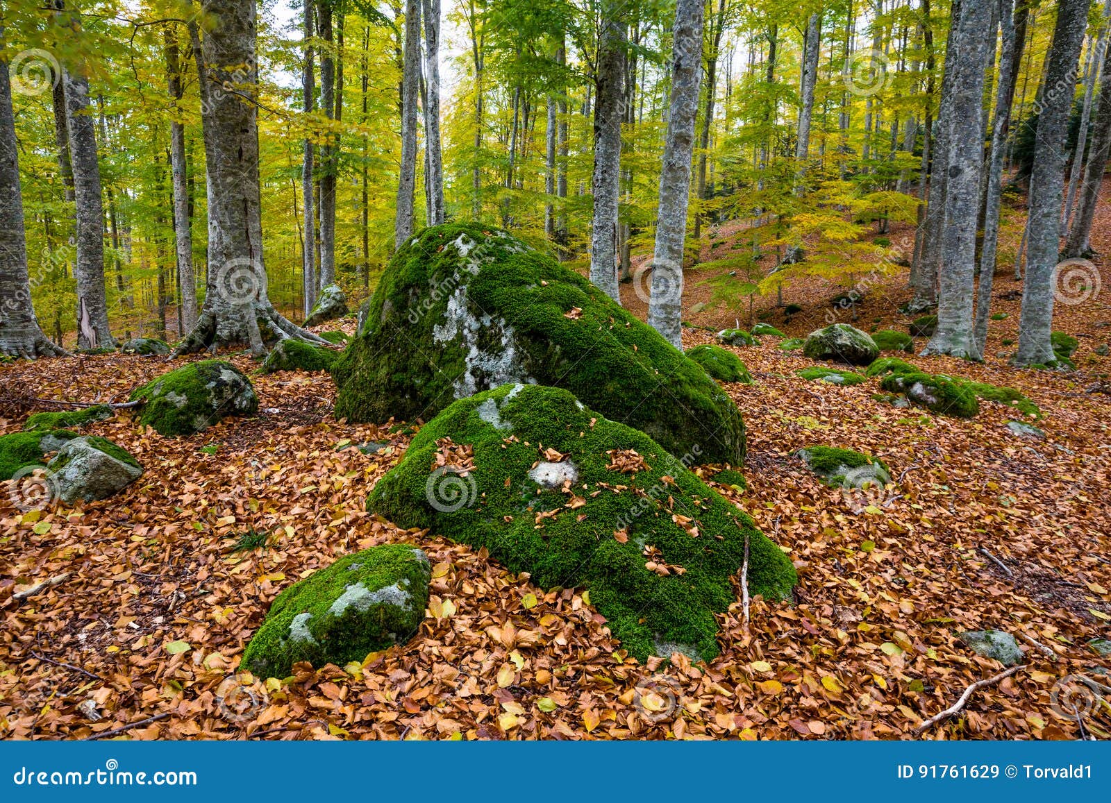 Lovely Moss-covered Boulders in the Autumn Beech Forest Stock Image ...
