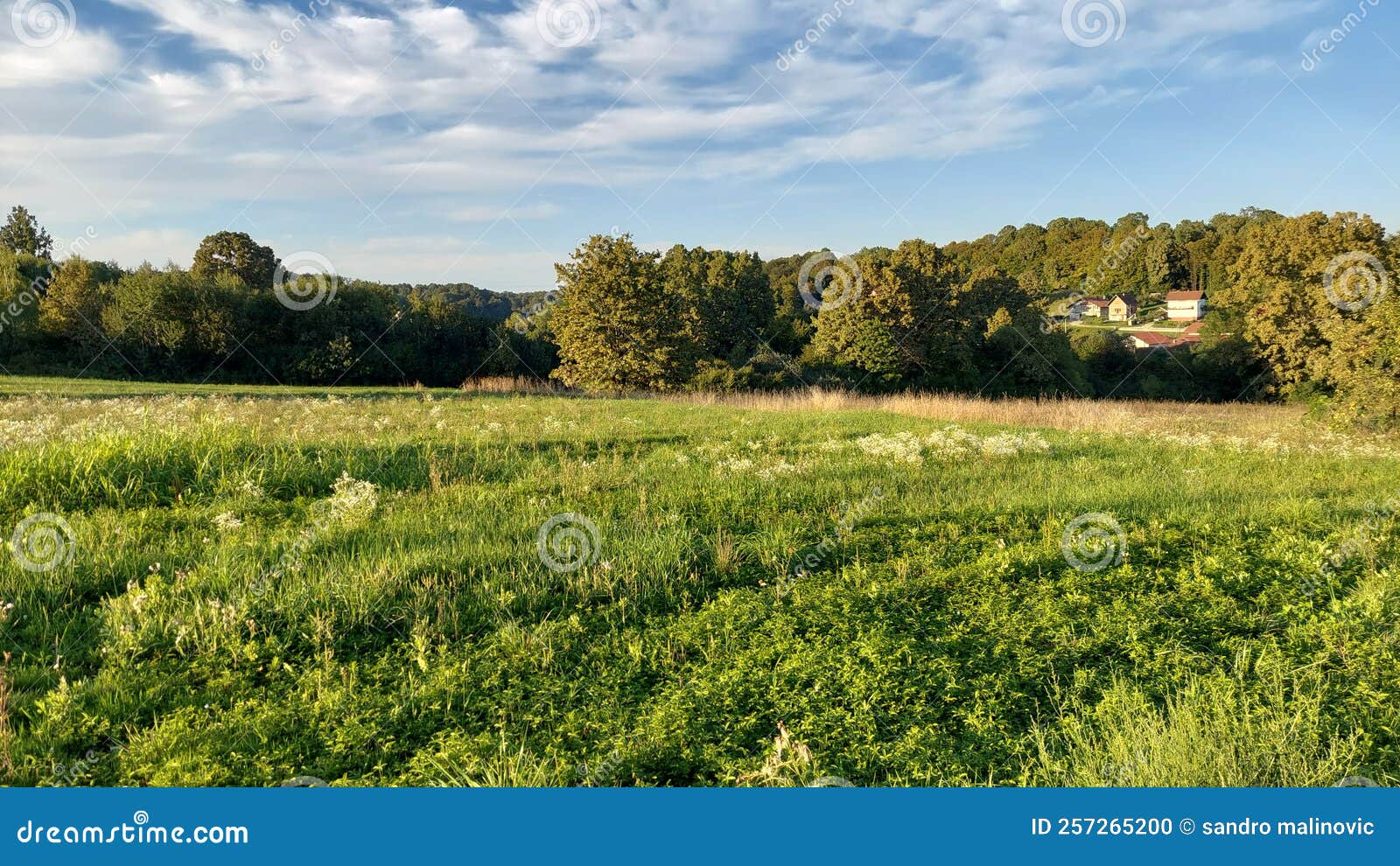 Lovely nature graas field stock photo. Image of graas - 257265200