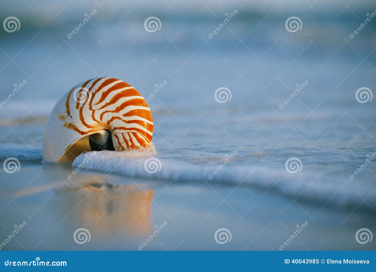 Lovely Nautilus Shell on a Still Sea Ocean Beach and Reflection Stock ...