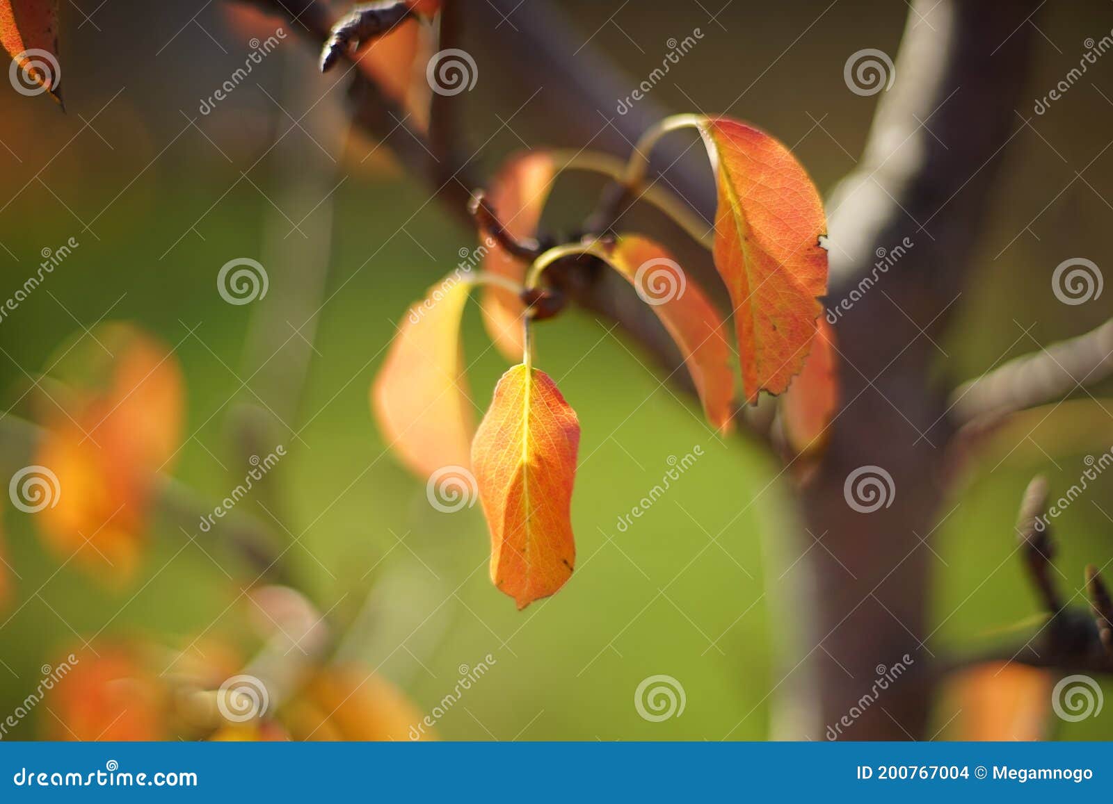Lovely Orange Apple Tree Leaves on the Tree in Autumn Garden Stock ...