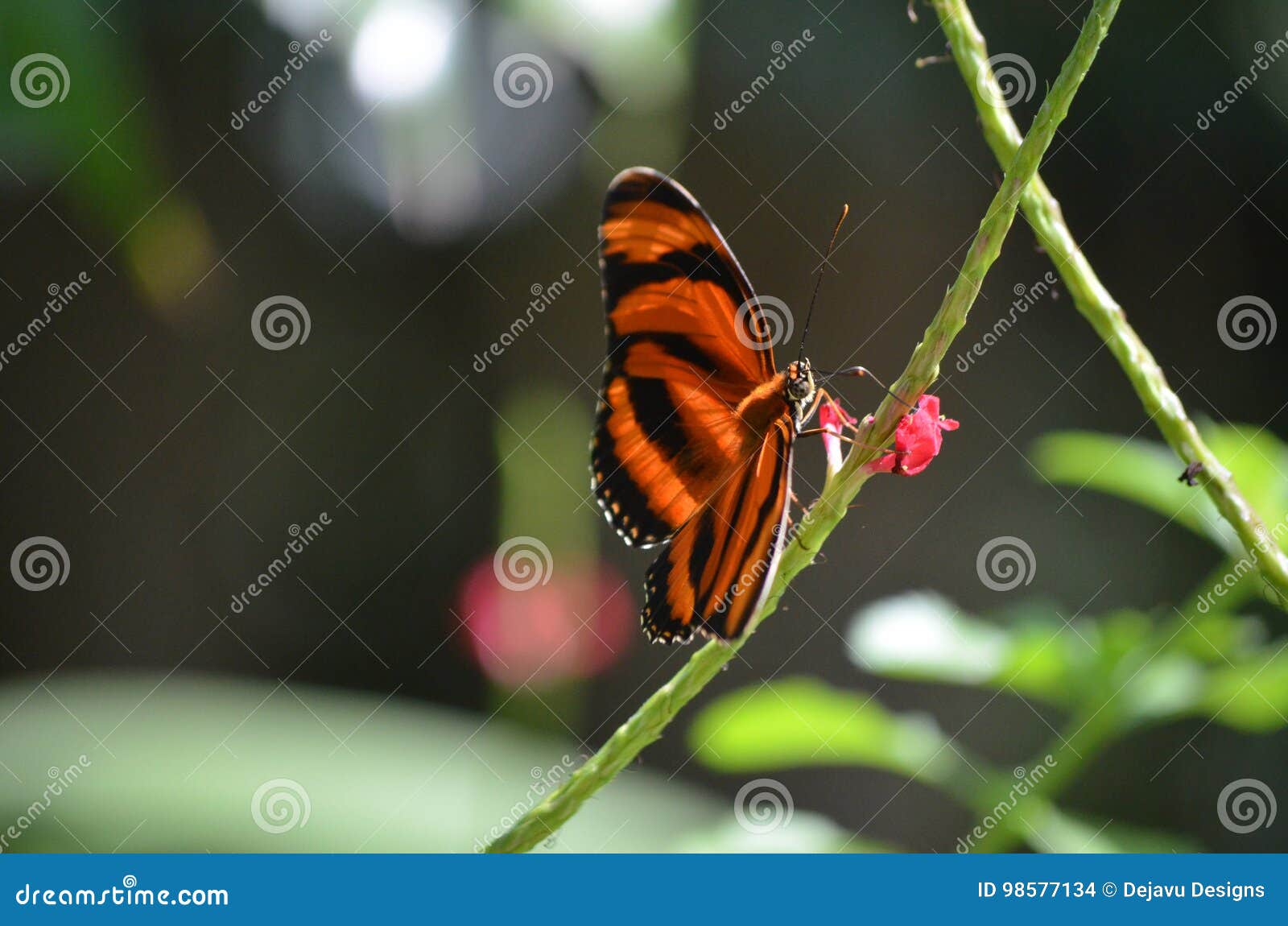 Lovely Orange Oak Tiger in the Spring Stock Photo - Image of black ...