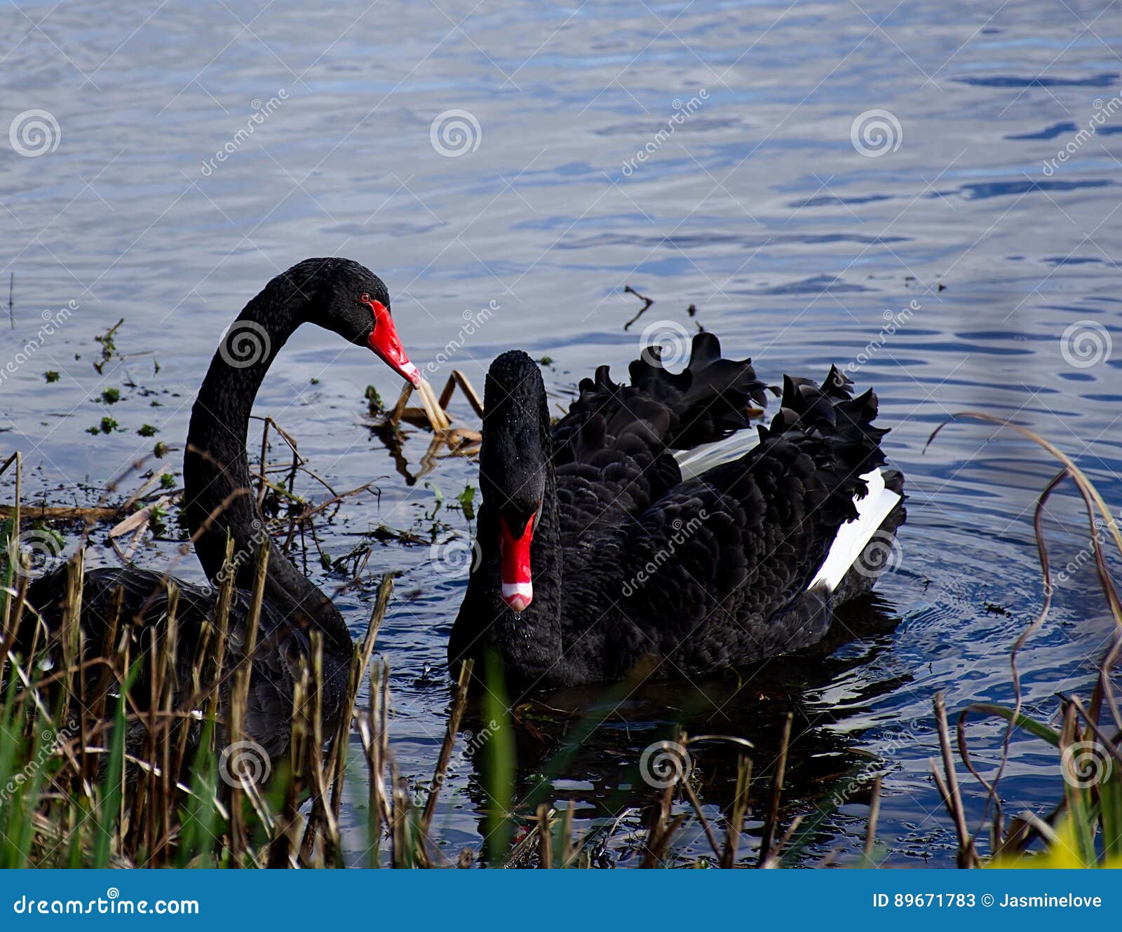 Lovely Pair Of Marabou Storks Beaks Parallel To The Ground. Two Marabou ...