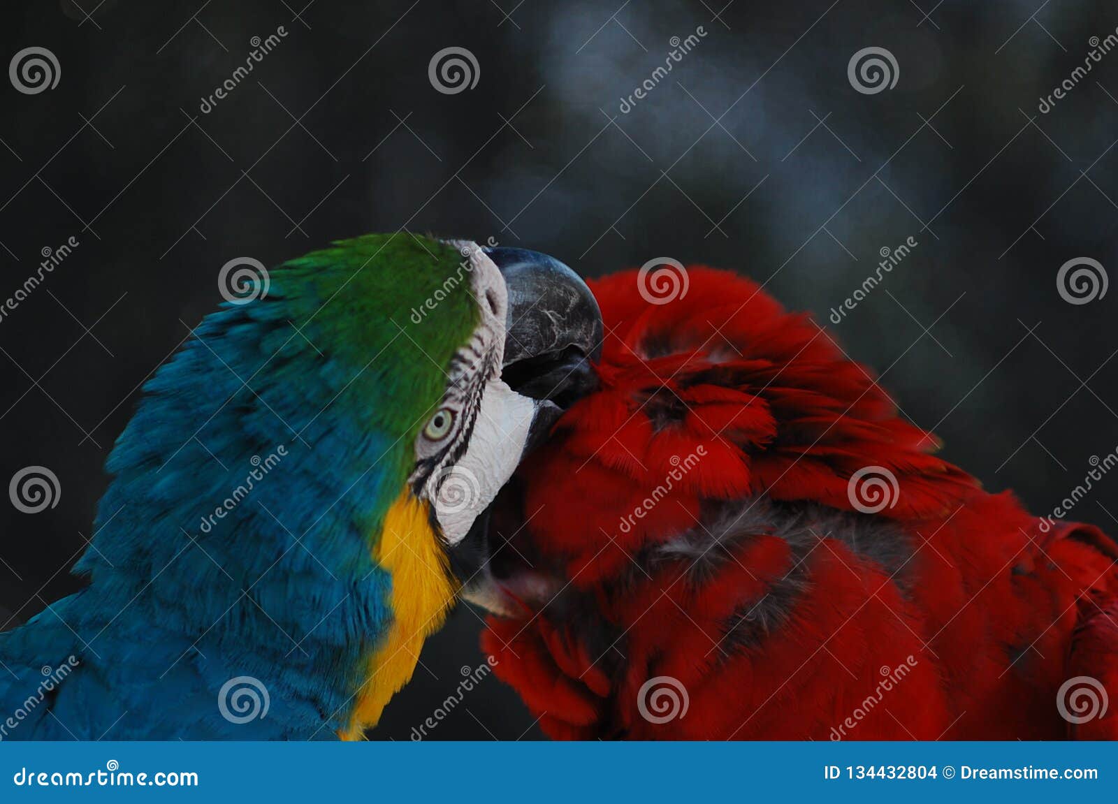 A Lovely Pair of Macaws in the Wild Stock Photo - Image of bridge ...
