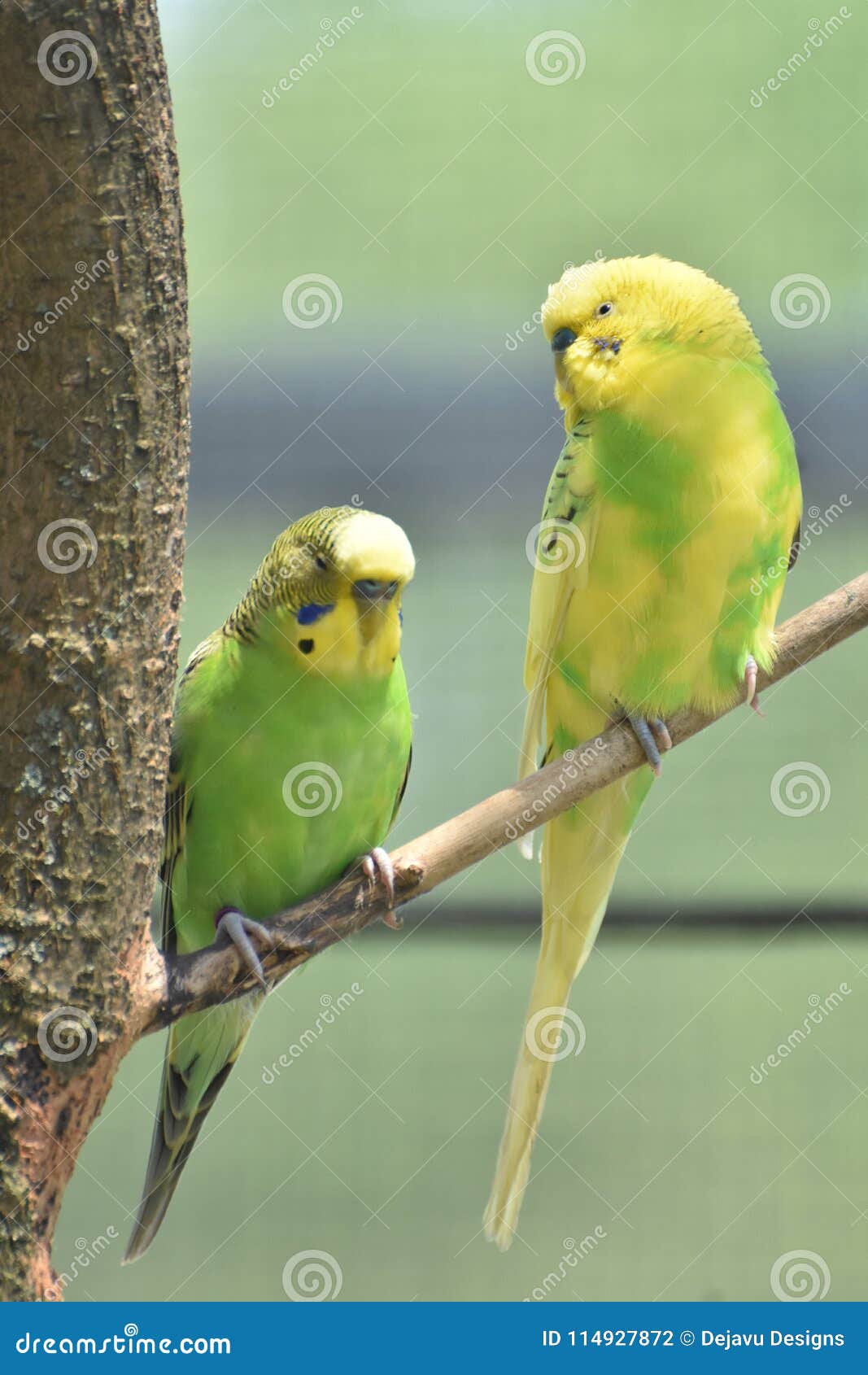 Lovely Pair of Romantic Parakeets in a Tree Stock Photo - Image of ...