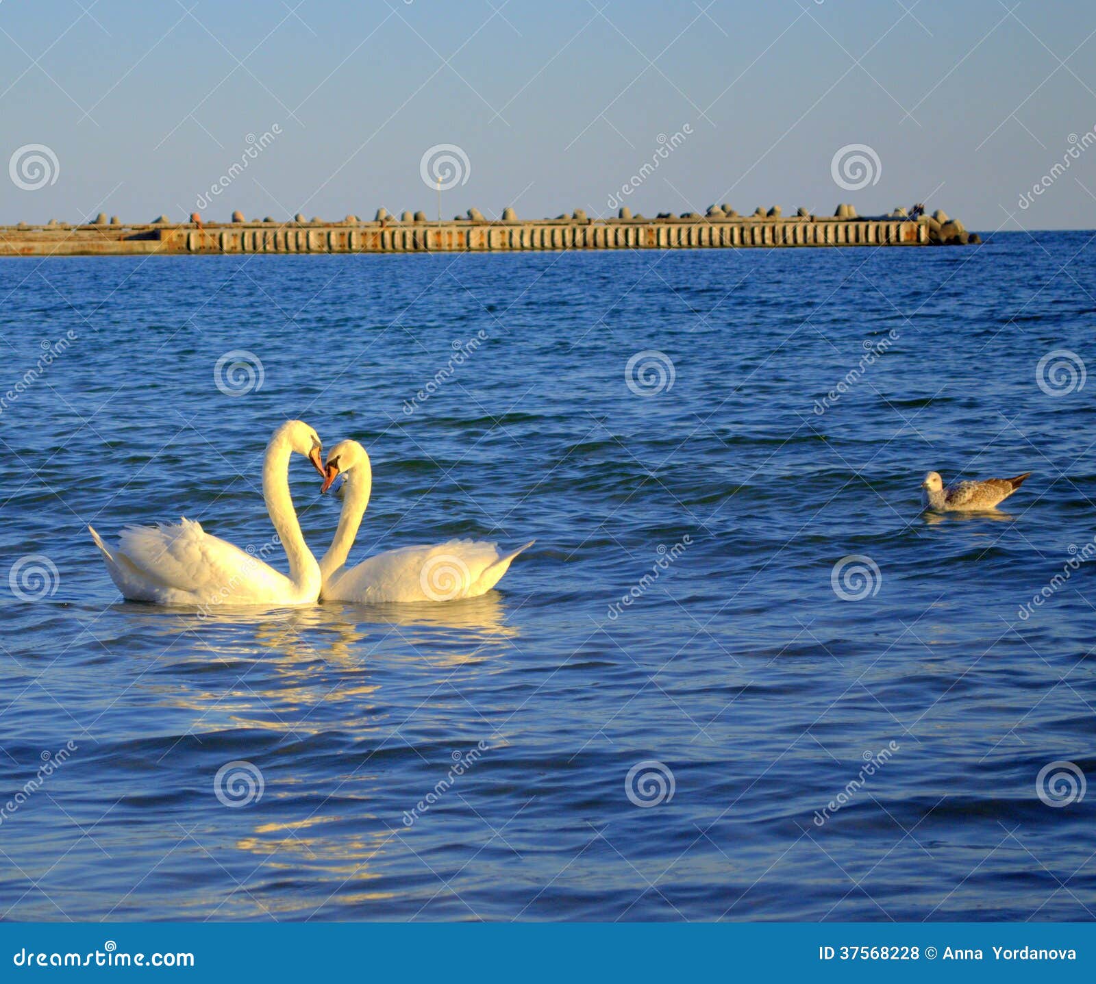 Lovely swans pair in sea stock photo. Image of exquisite - 37568228