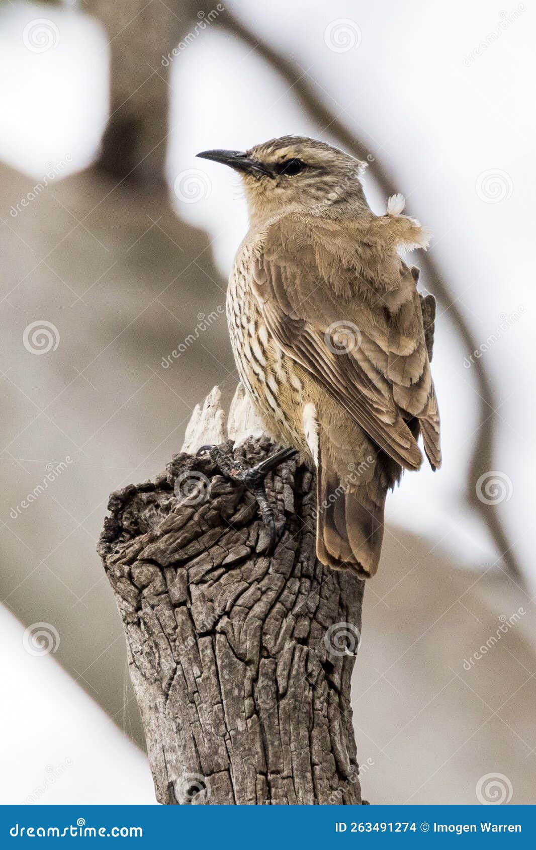 Brown Treecreeper in South Australia Stock Photo - Image of striated ...