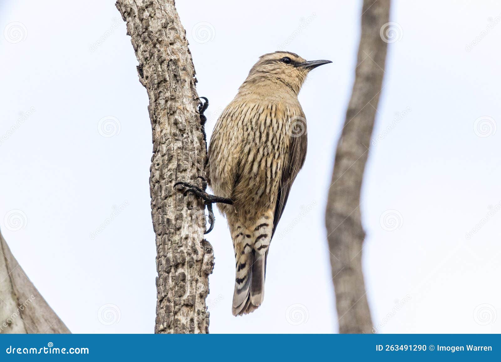 Brown Treecreeper in South Australia Stock Photo - Image of animals ...