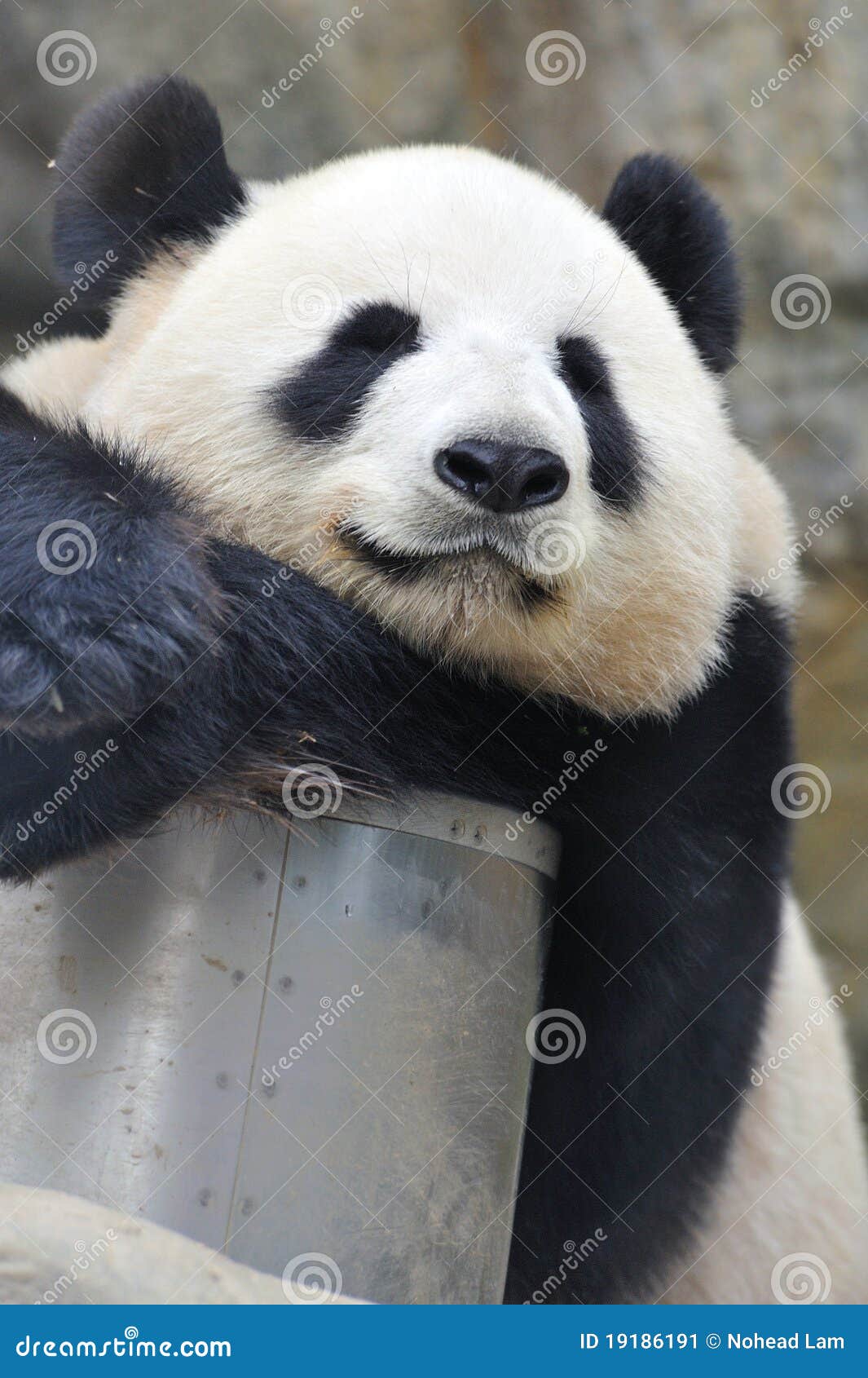 Royalty Free Images, Cartoons, Illustrations And Photos Designed By ...