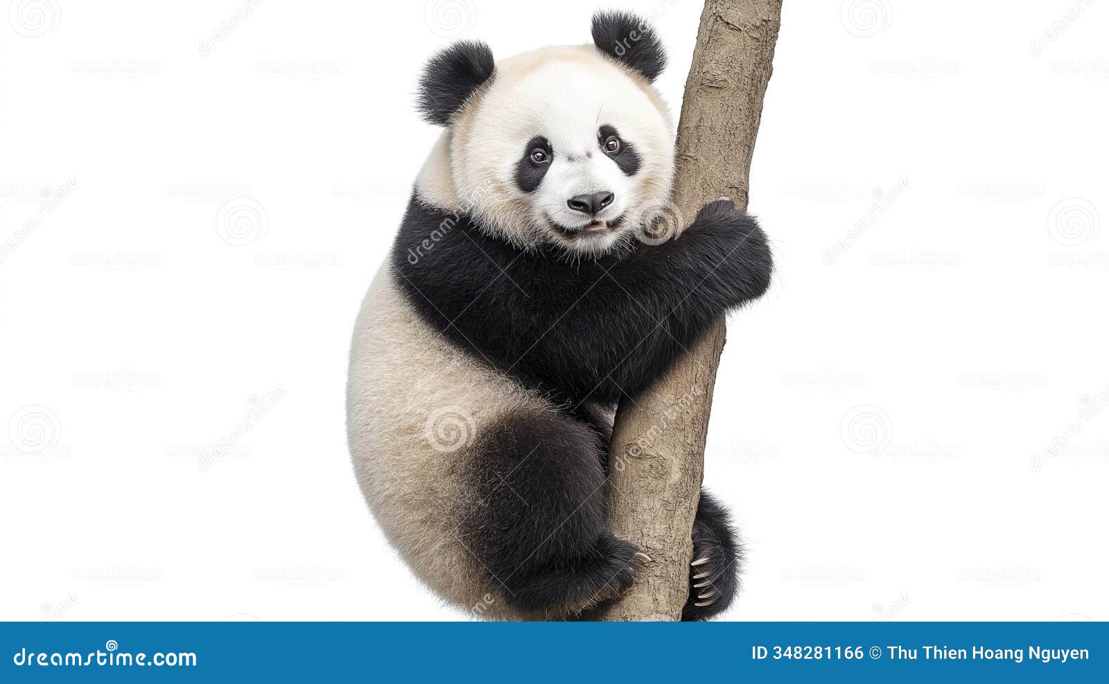 Lovely Panda on White Background Stock Photo - Image of wildlife, giant ...