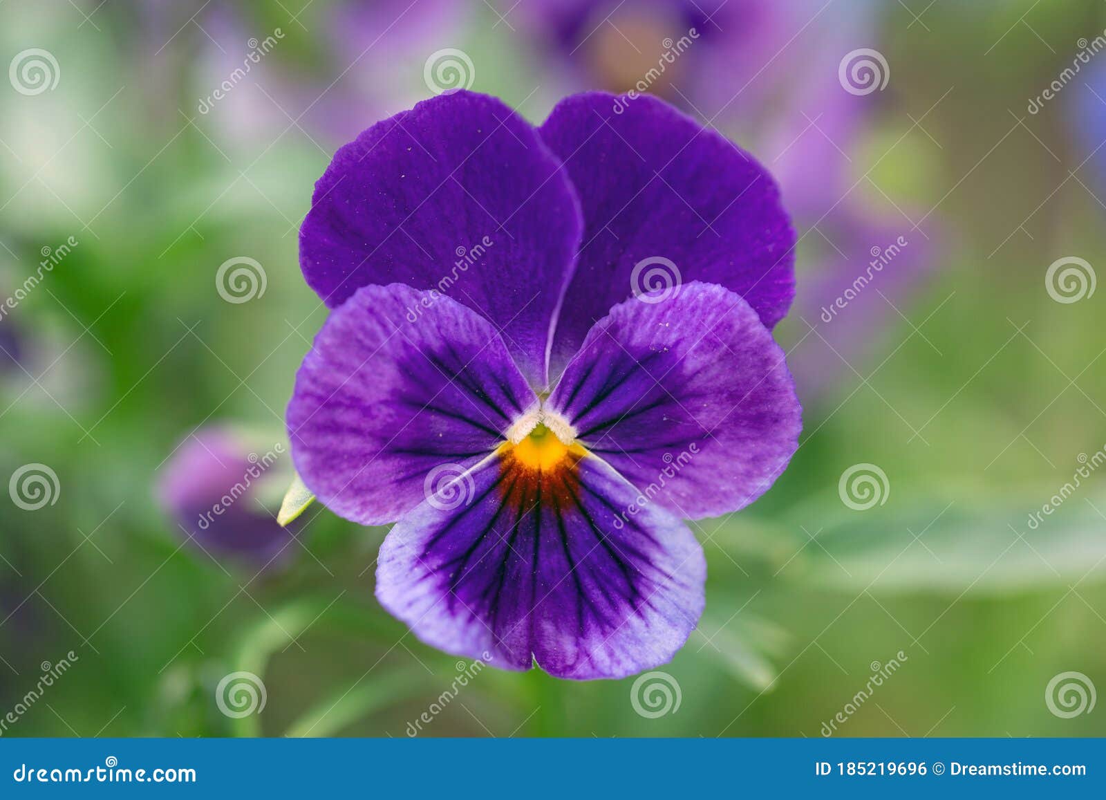 Lovely pansy stock photo. Image of floral, macro, closed - 185219696