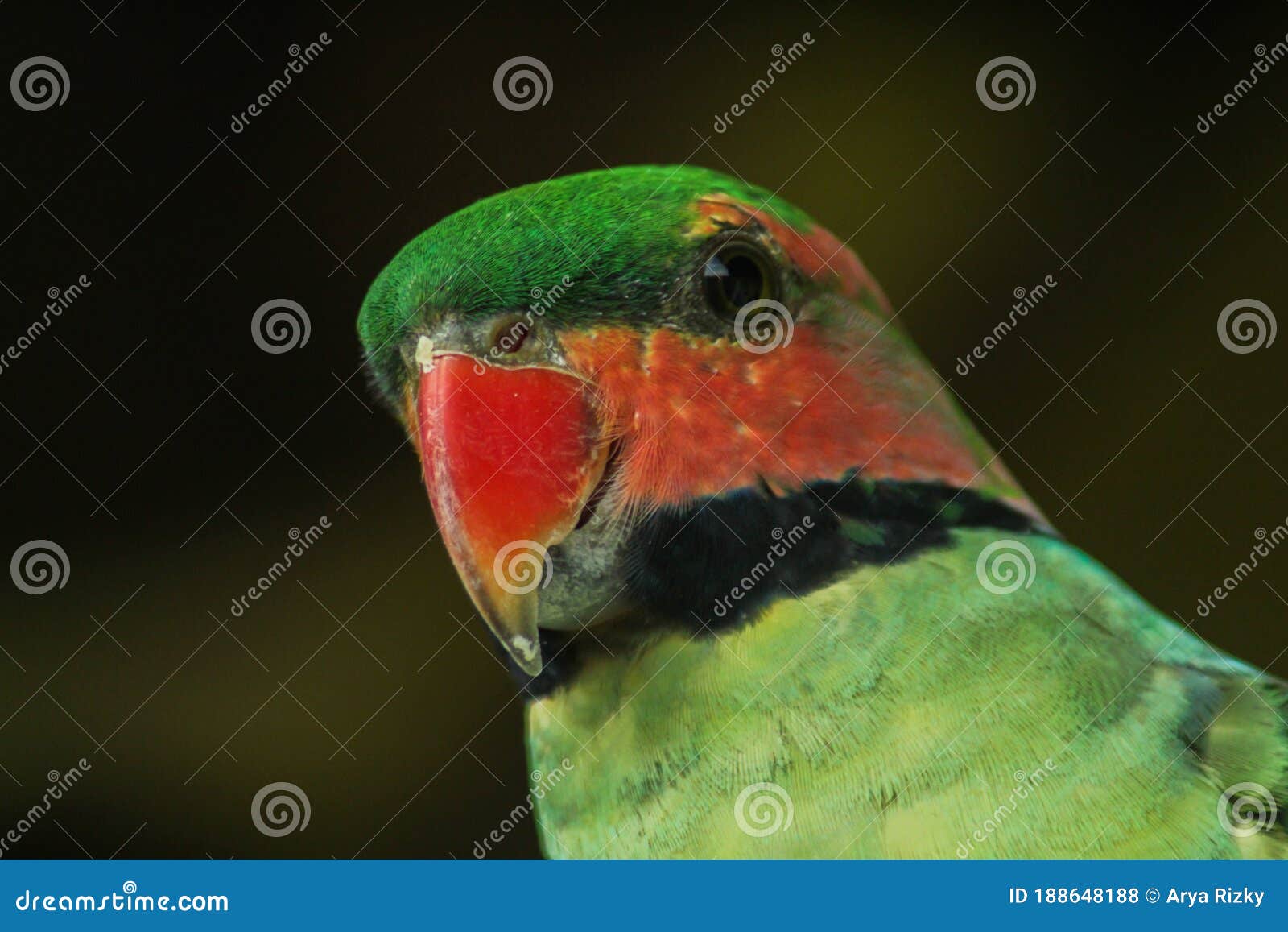 Lovely parkit bird stock photo. Image of bird, green - 188648188