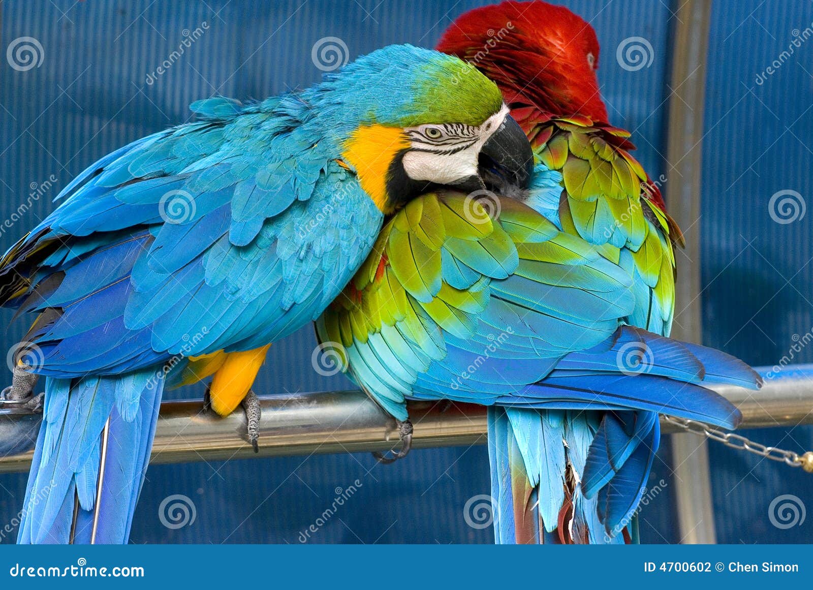 Lovely Parrot stock photo. Image of animals, color, parrot - 4700602