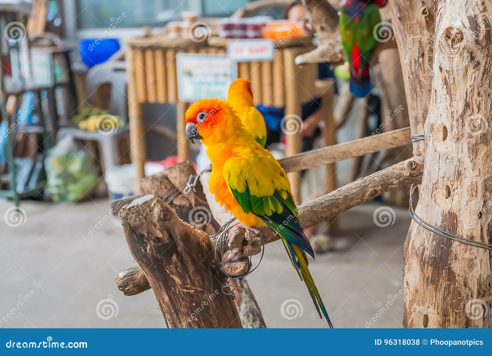 Lovely parrot stock photo. Image of nature, branch, popinjay - 96318038