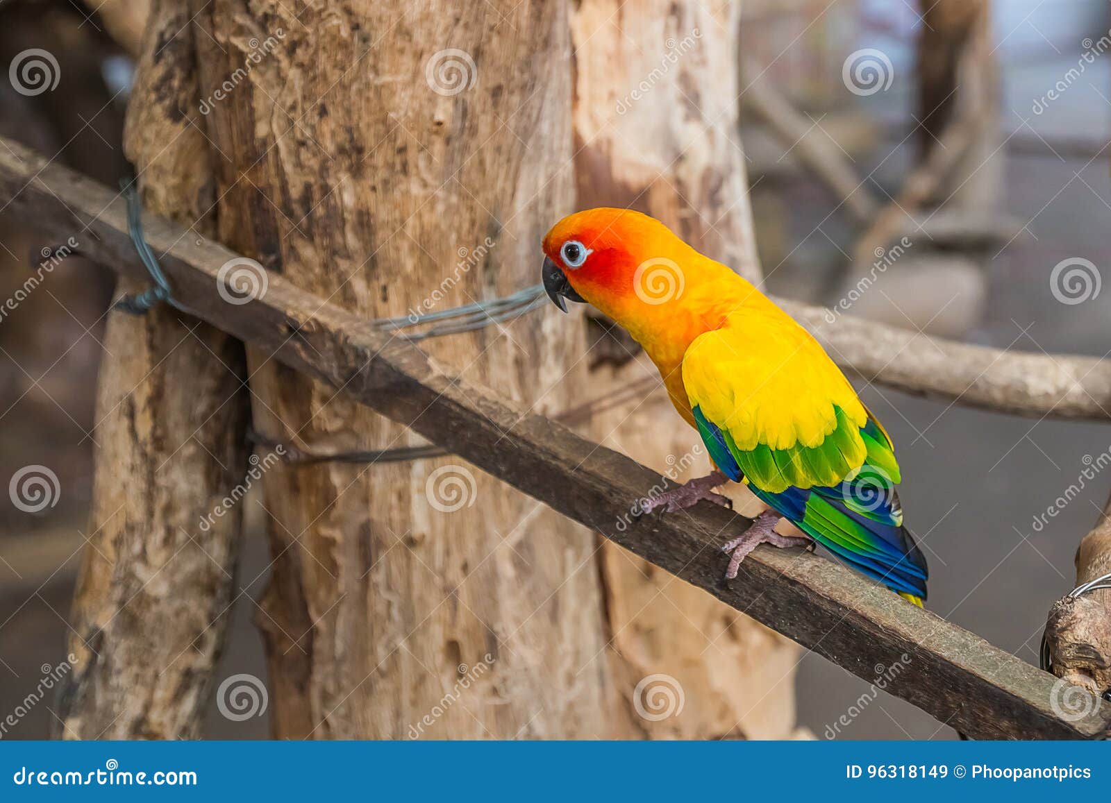 Lovely parrot stock image. Image of beautiful, popinjay - 96318149