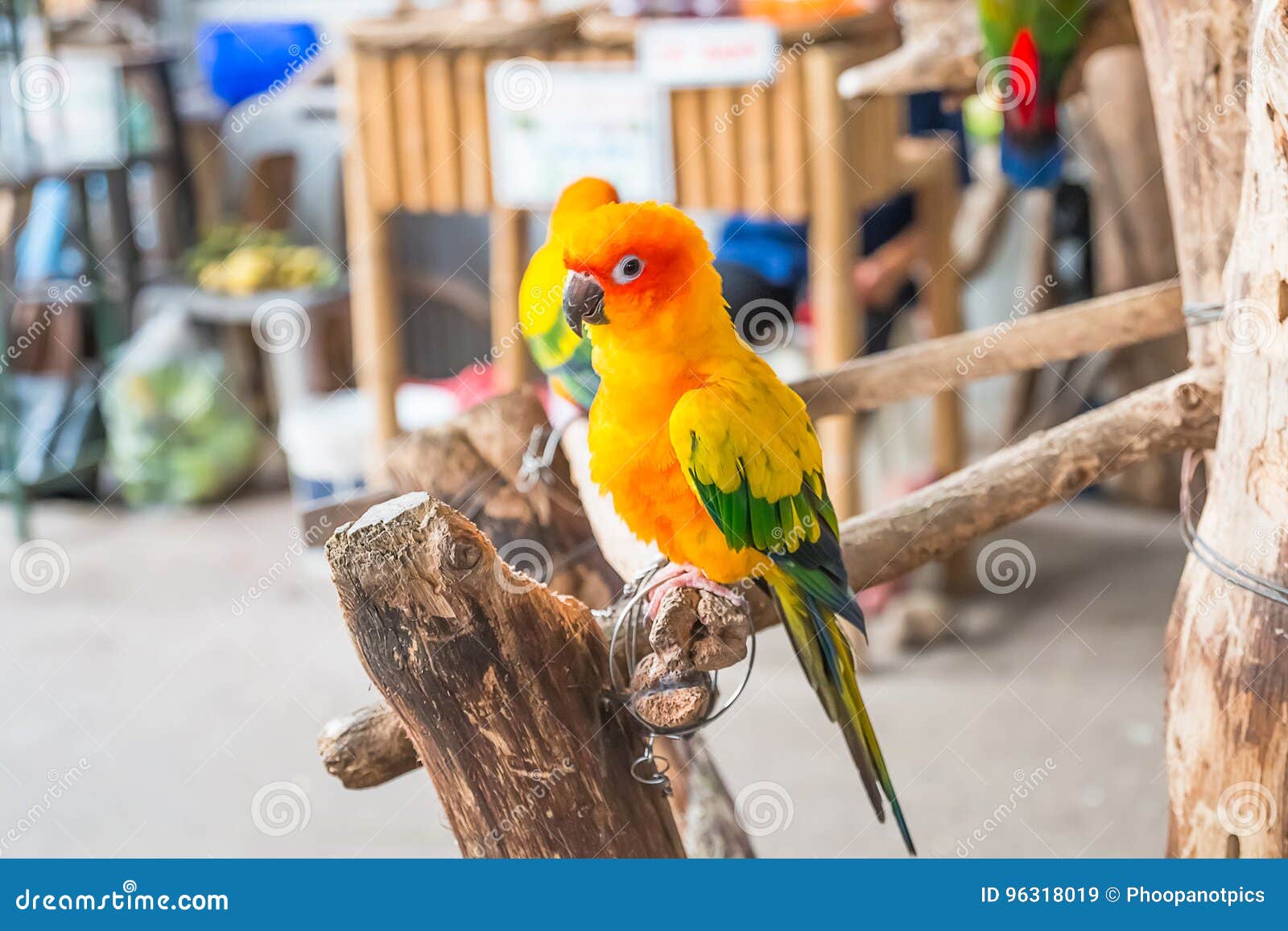 Lovely parrot stock image. Image of nature, beak, cockatoo - 96318019