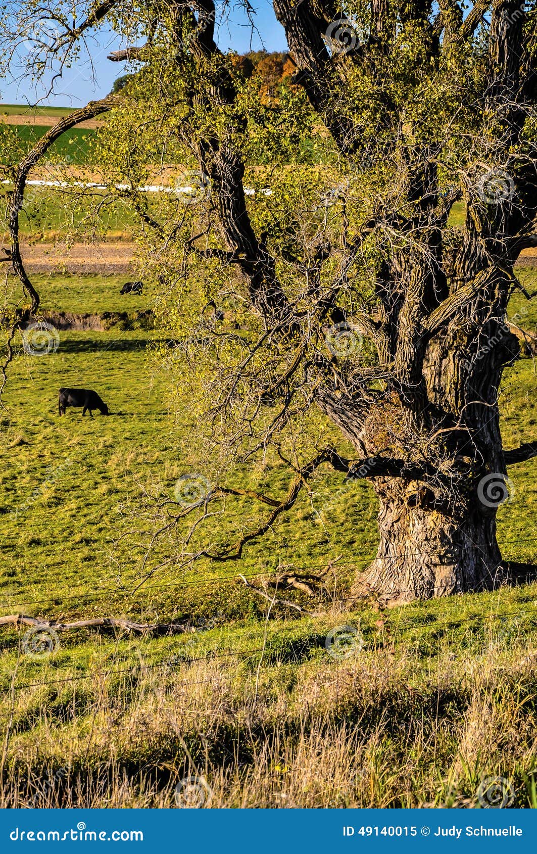 Lovely Pasture Scene stock image. Image of angus, pasture - 49140015