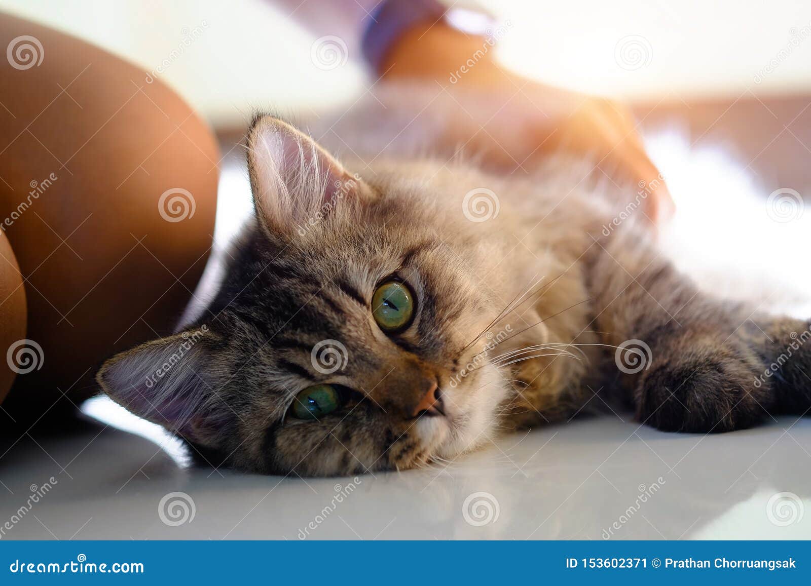 Lovely Pet in Human Hand with Close Up Shot Stock Image - Image of cozy ...